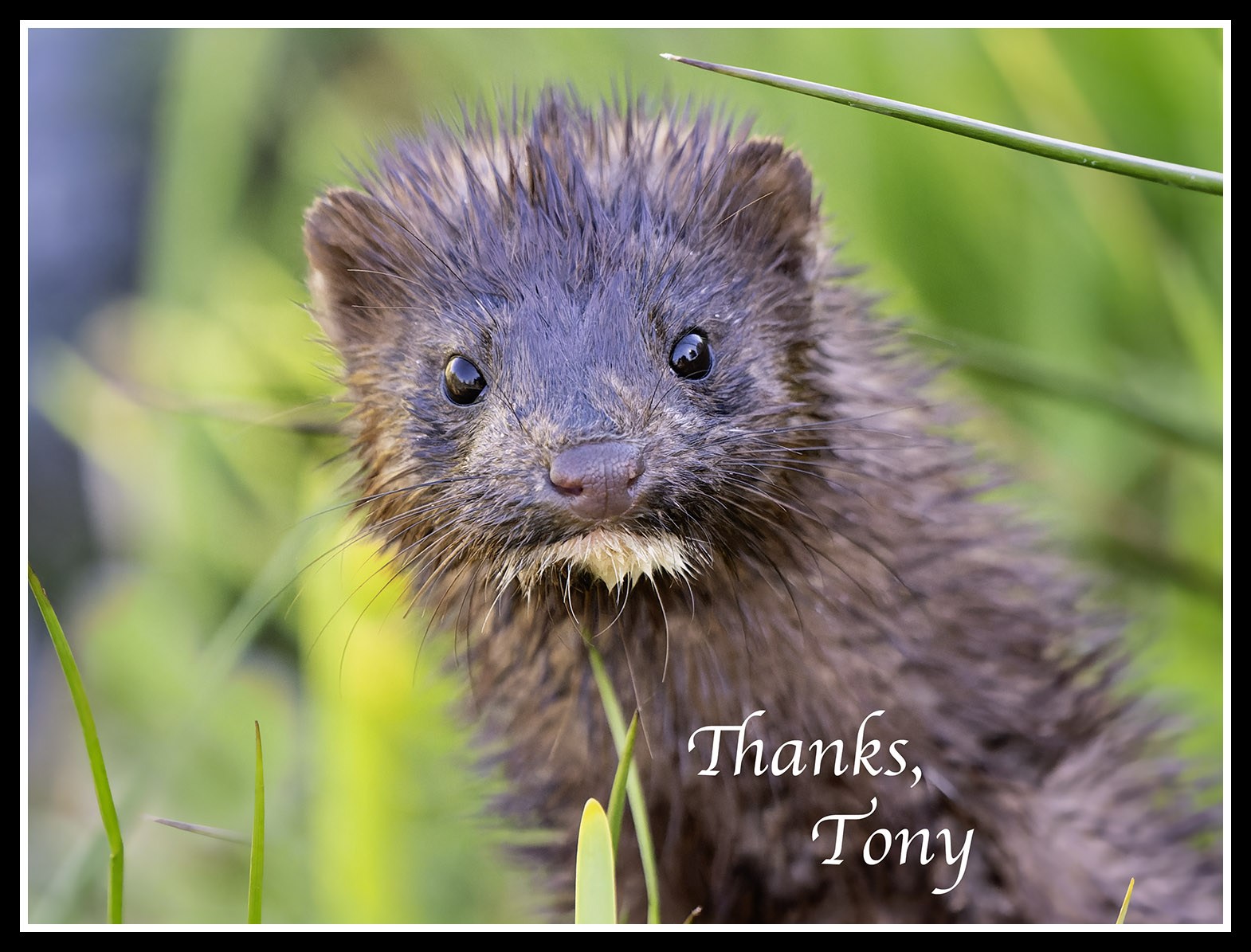 Mink - Nature & Wildlife - Photography - FM Forums