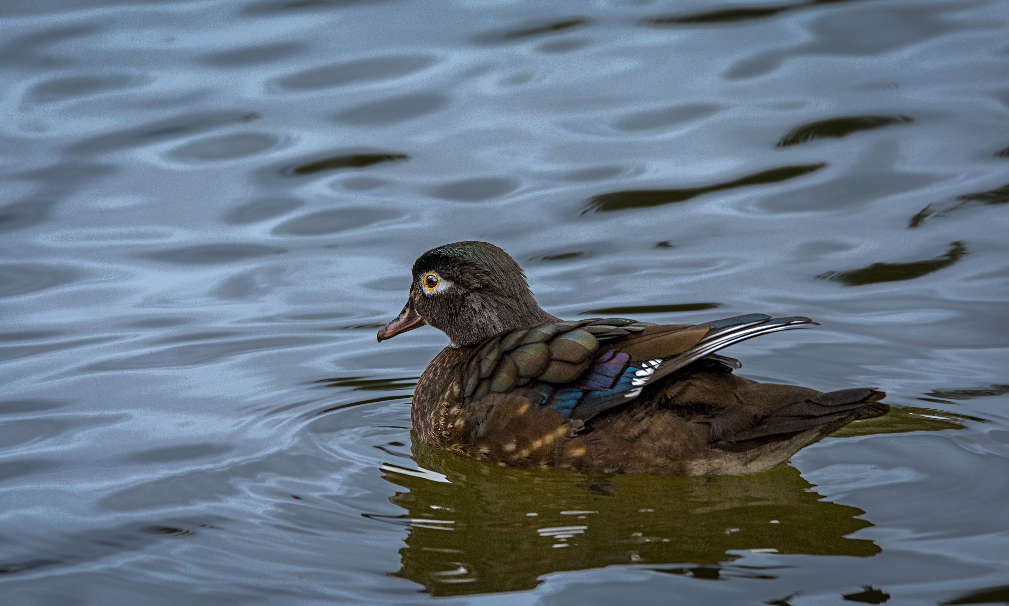 Nature & Wildlife - Photography - FM Forums