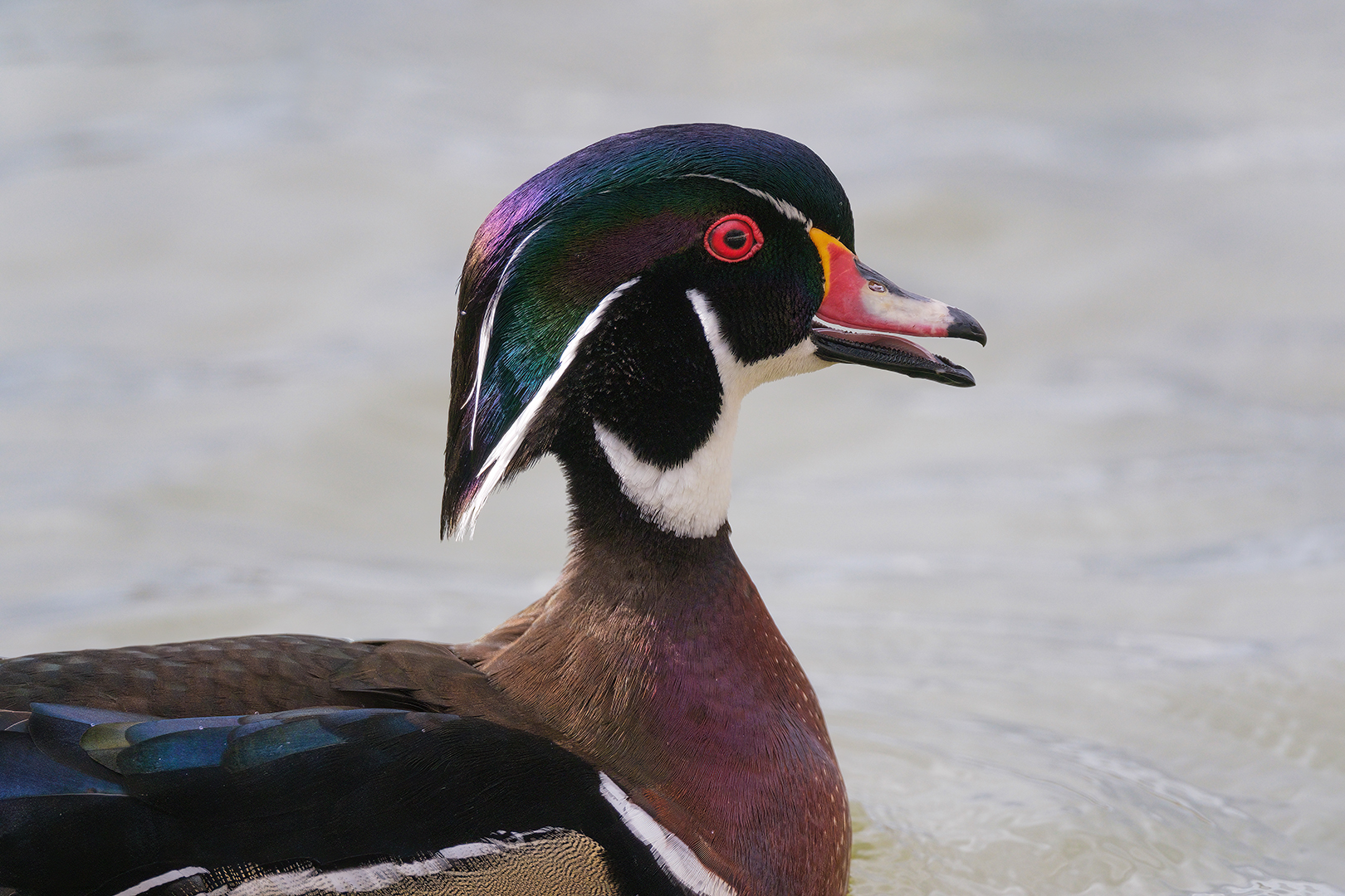 Nature & Wildlife - Photography - FM Forums
