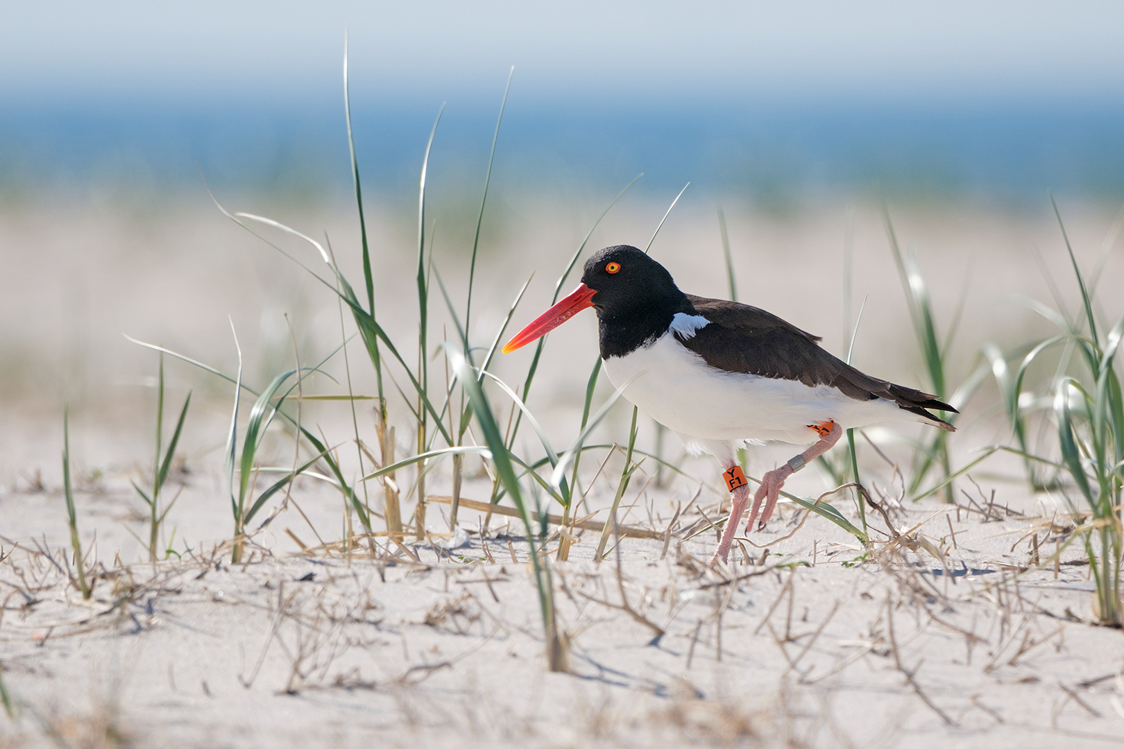 Nickerson Beach assortment - Nature & Wildlife - Photography - FM Forums
