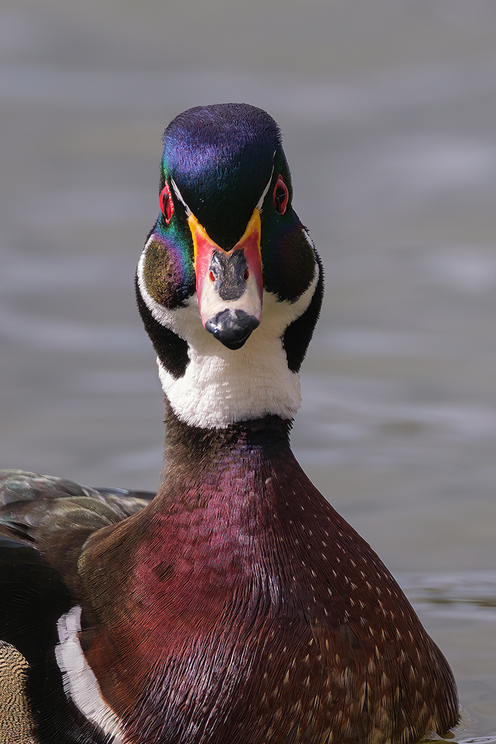 Nature & Wildlife - Photography - FM Forums