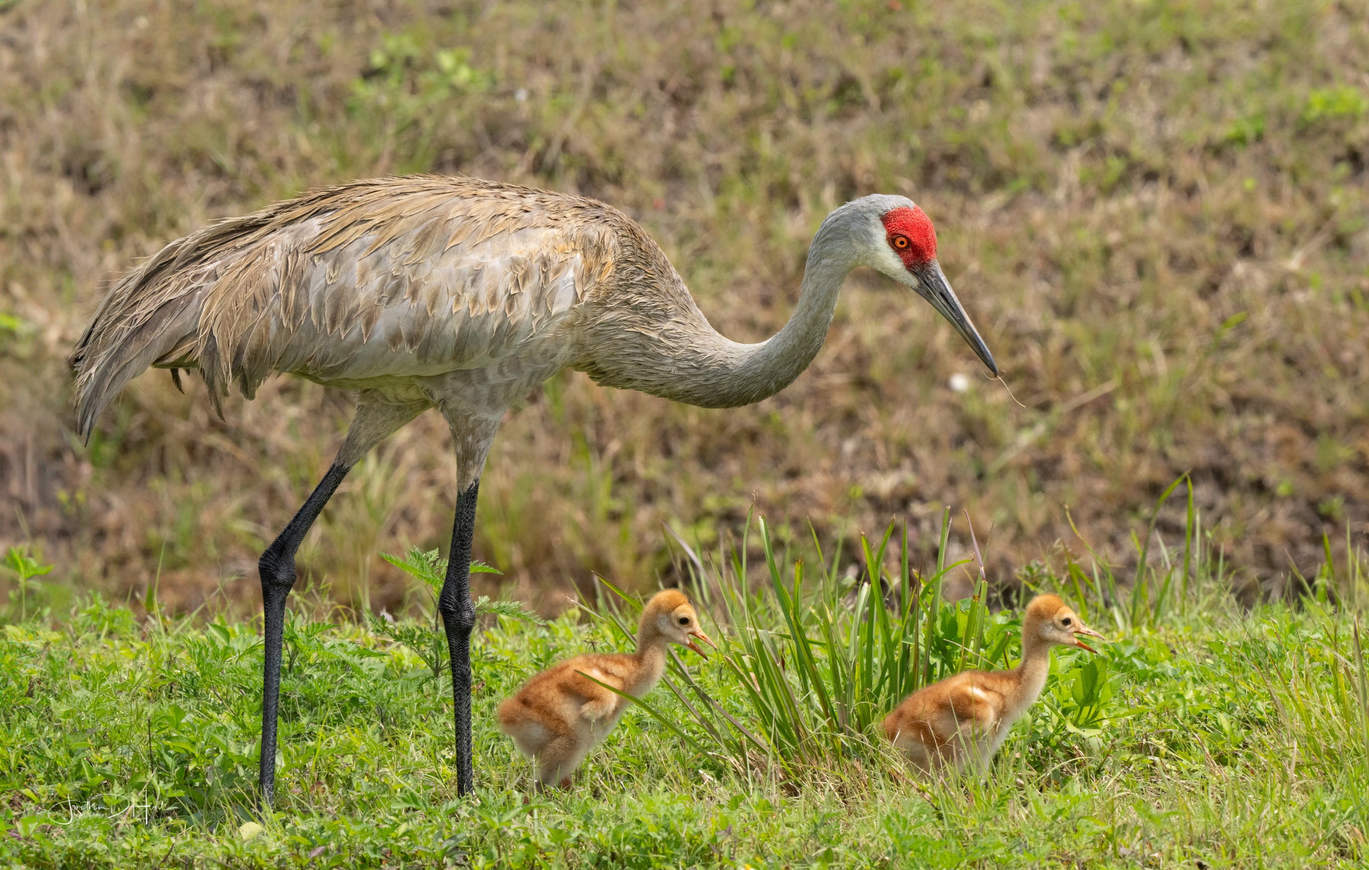 Nature & Wildlife - Photography - FM Forums