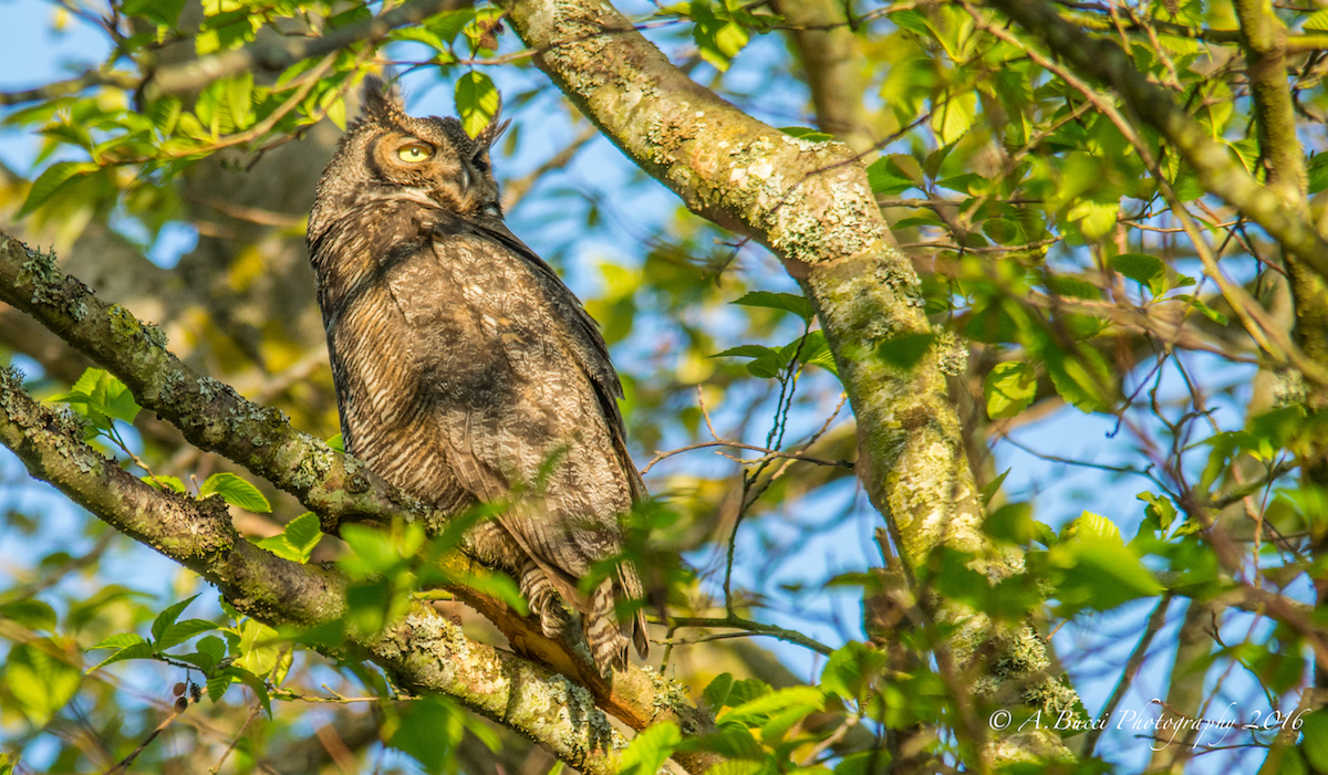 Nature & Wildlife - Photography - FM Forums