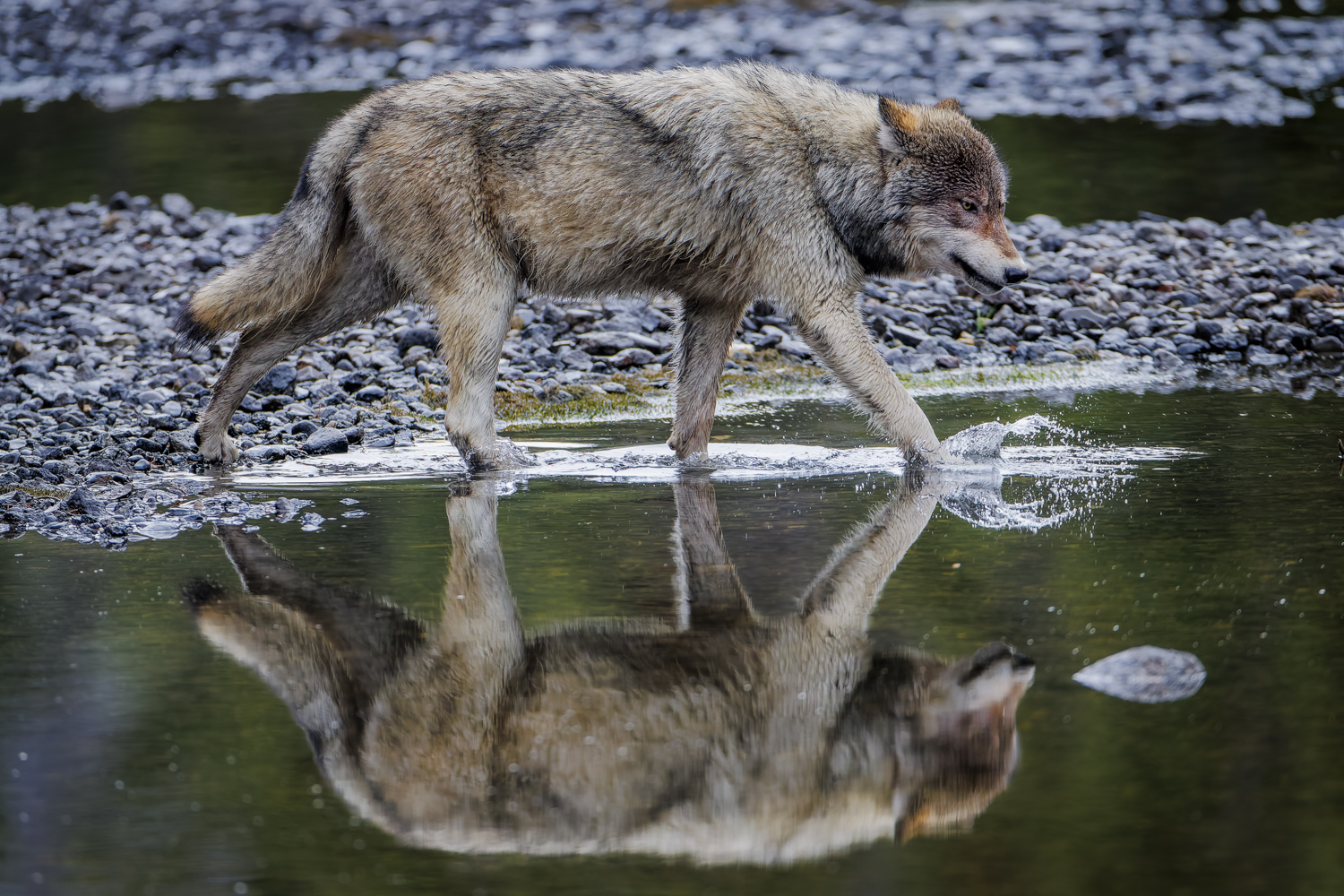 Yellowstone Wolves - Nature & Wildlife - Photography - FM Forums