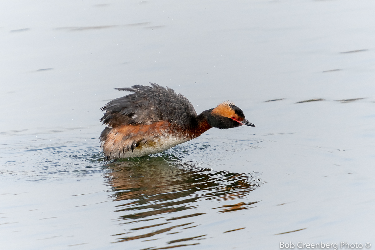 Nature & Wildlife - Photography - FM Forums