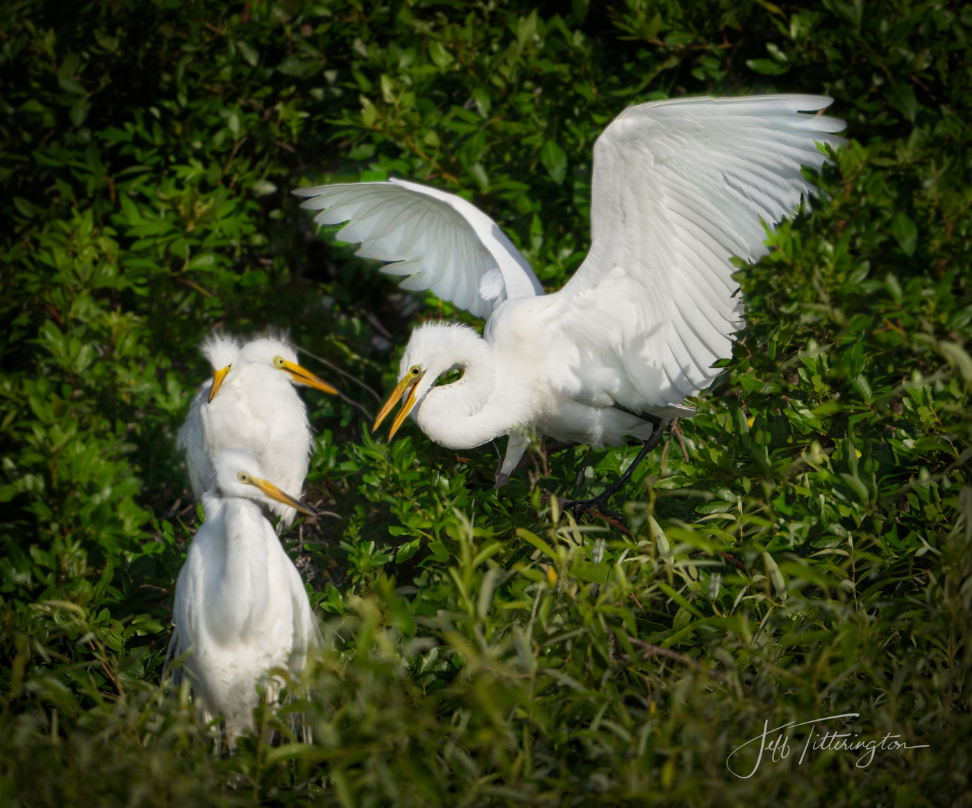 Sony Forum - Photography - FM Forums