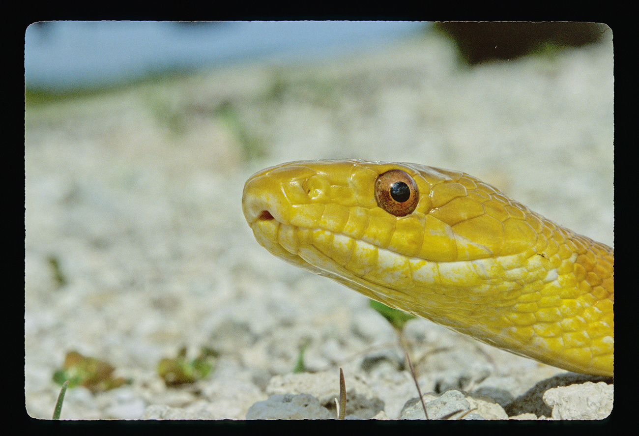 Nature & Wildlife - Photography - FM Forums