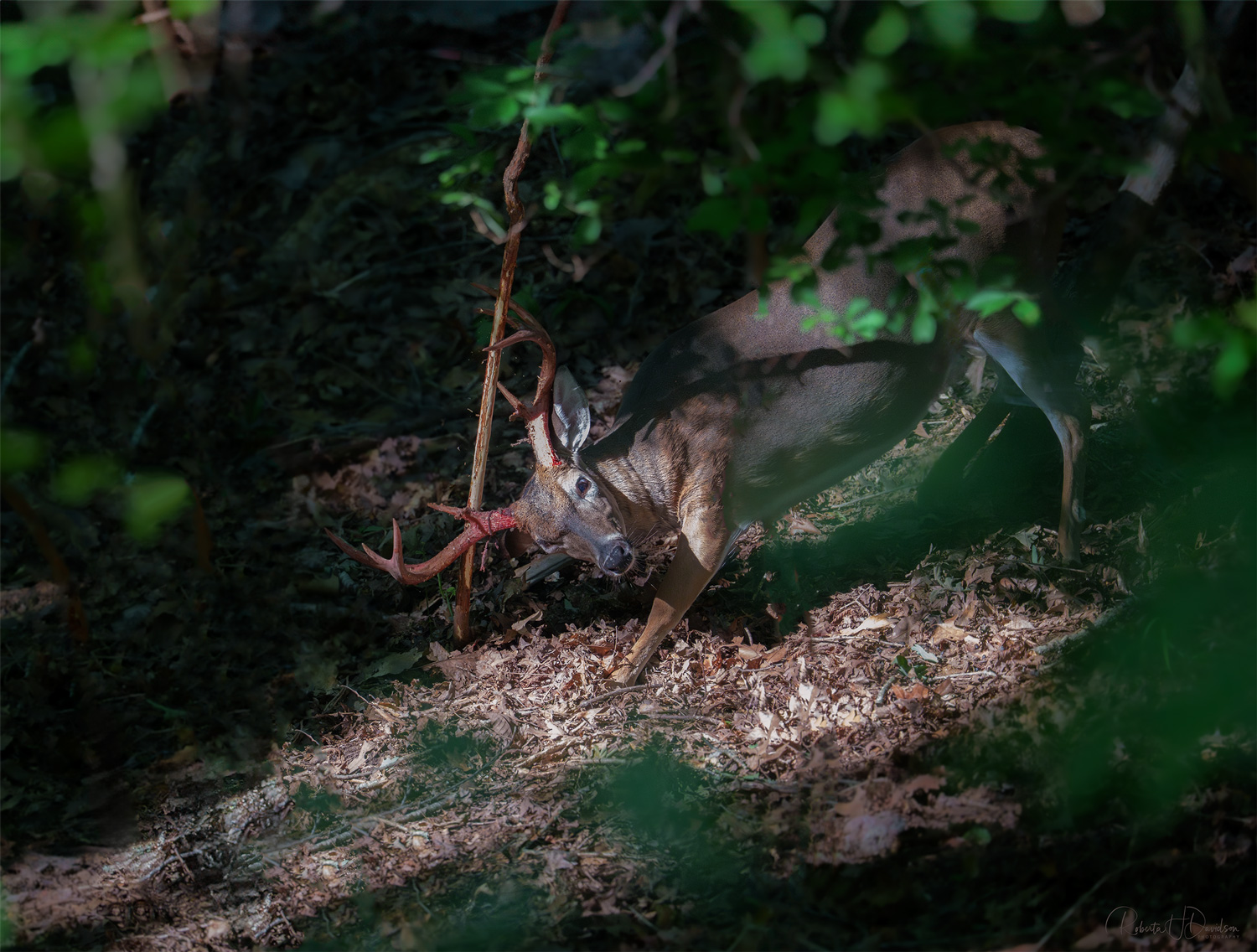 Nature & Wildlife - Photography - FM Forums