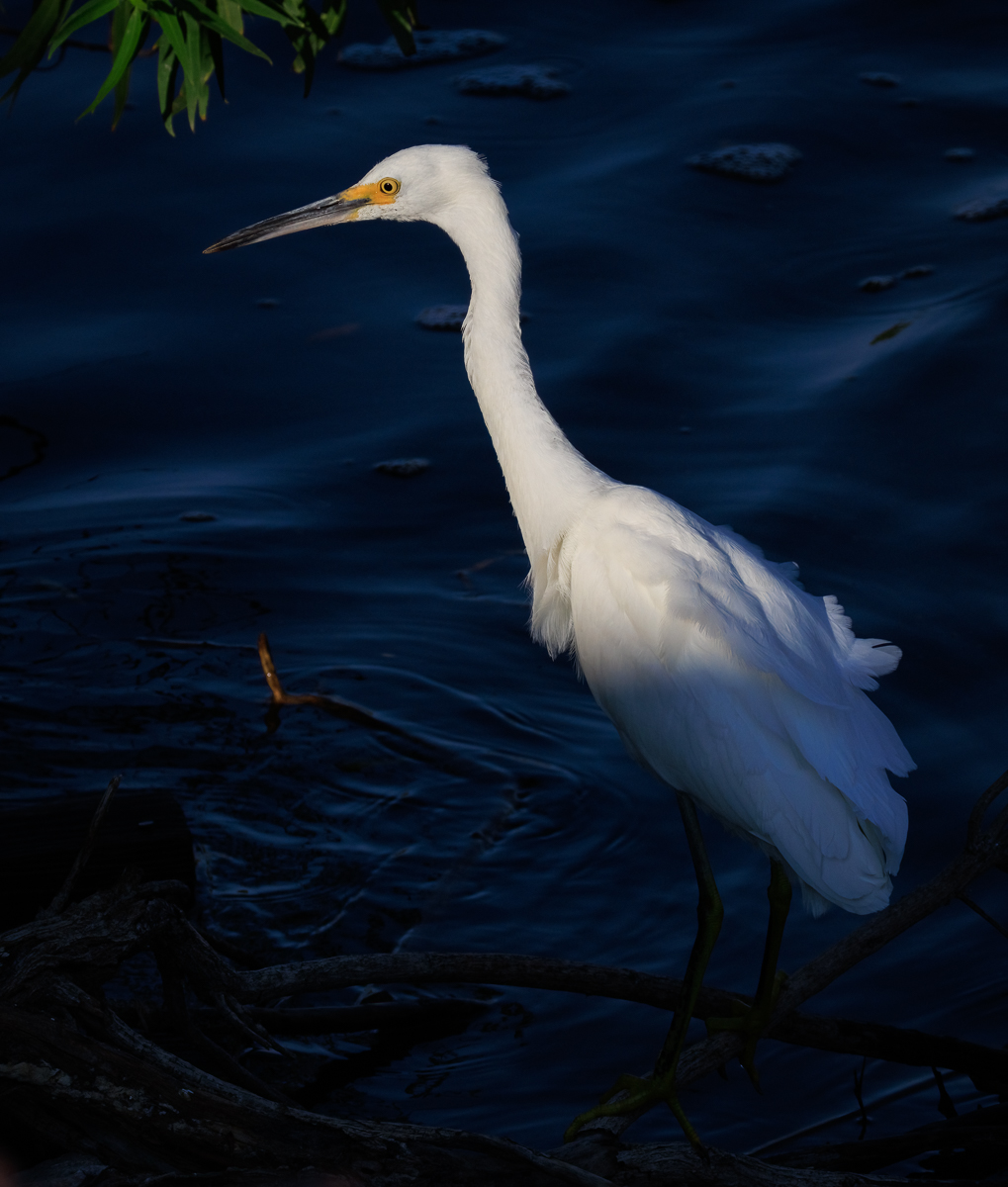 Nature & Wildlife - Photography - FM Forums