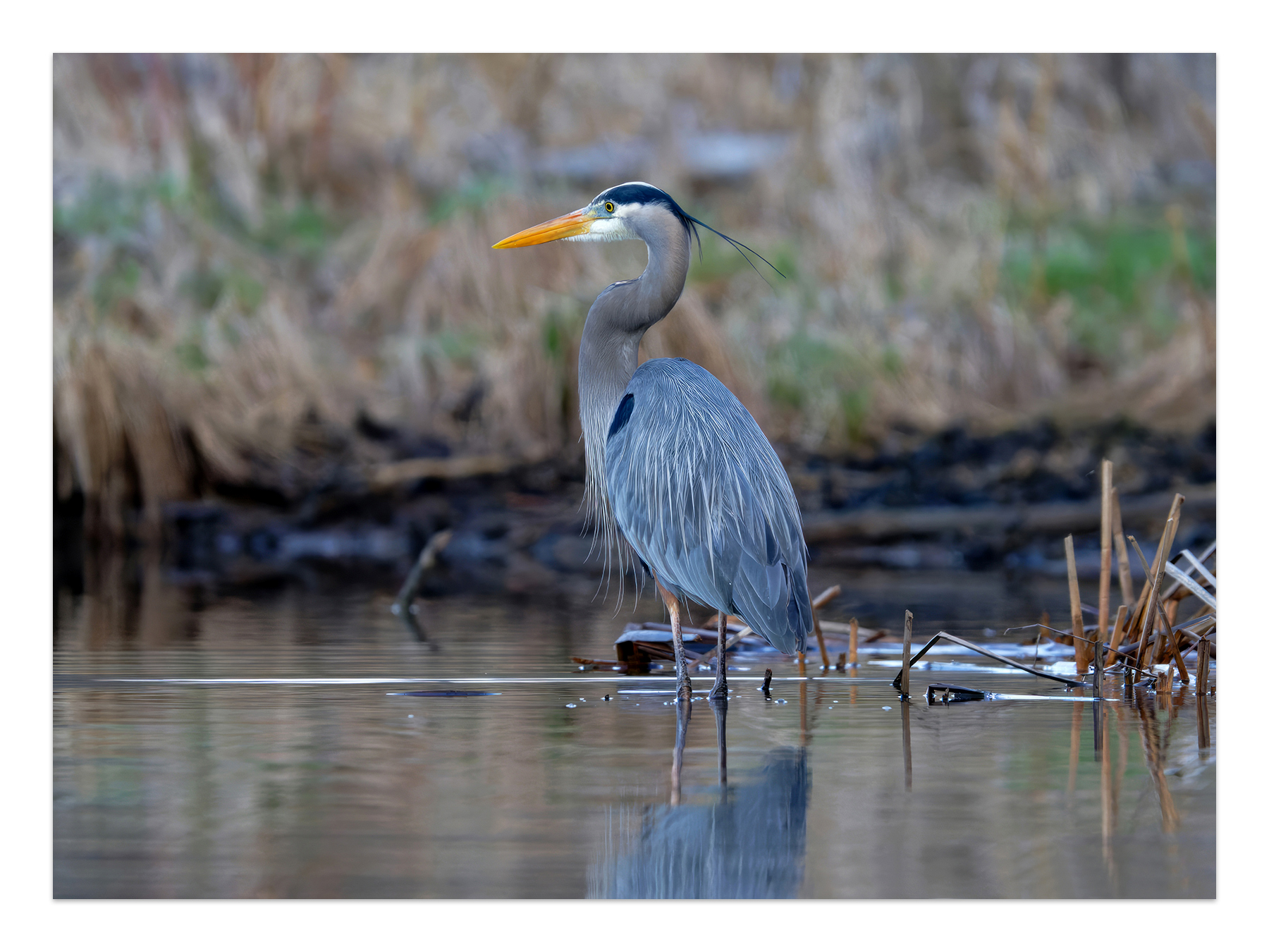Official Nikon Z 180-600mm f5.6-6.3 VR Image Thread - Nikon-mount SLRs ...