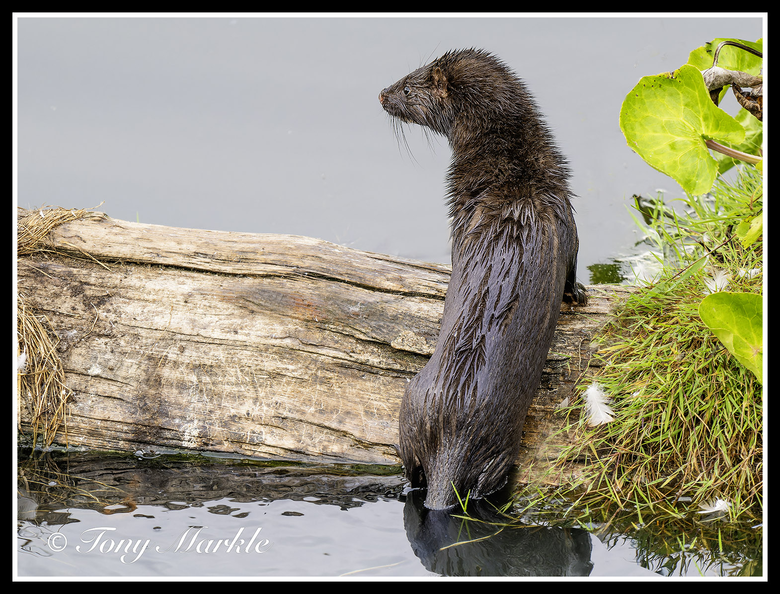 Mink - Nature & Wildlife - Photography - FM Forums