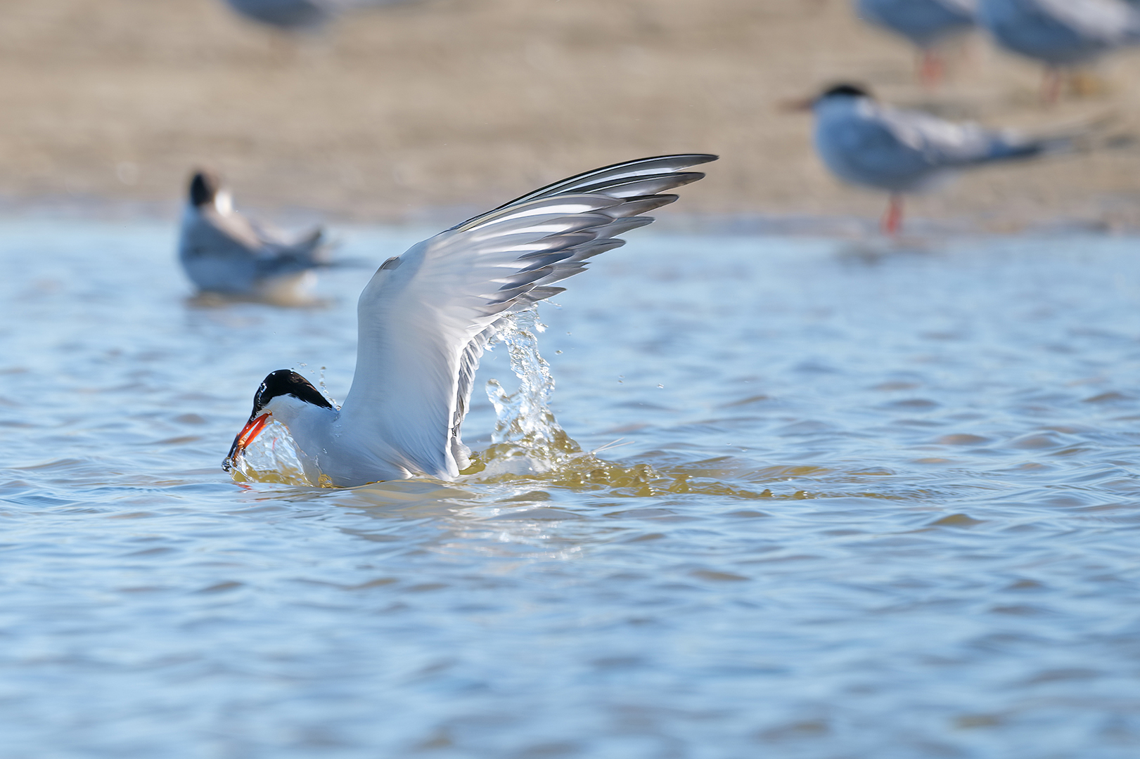 Nickerson Beach back in August - Nature & Wildlife - Photography - FM ...