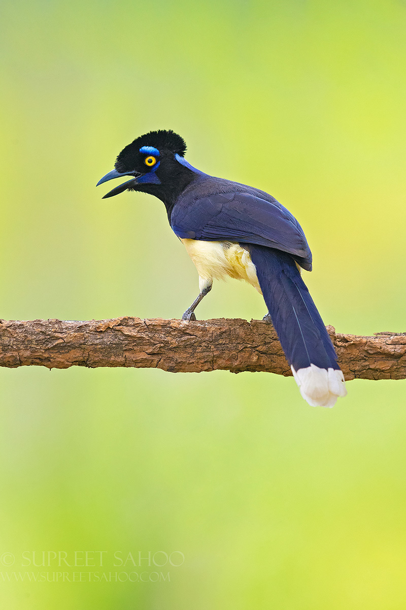 Nature & Wildlife - Photography - FM Forums