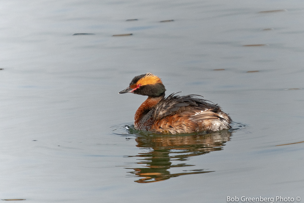 Nature & Wildlife - Photography - FM Forums