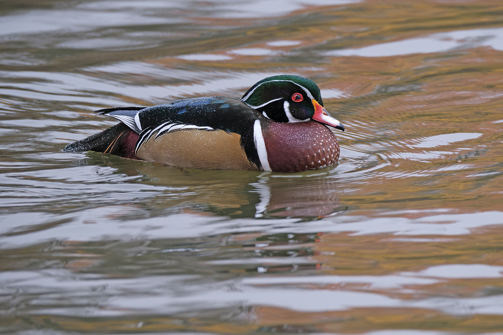 Nature & Wildlife - Photography - FM Forums