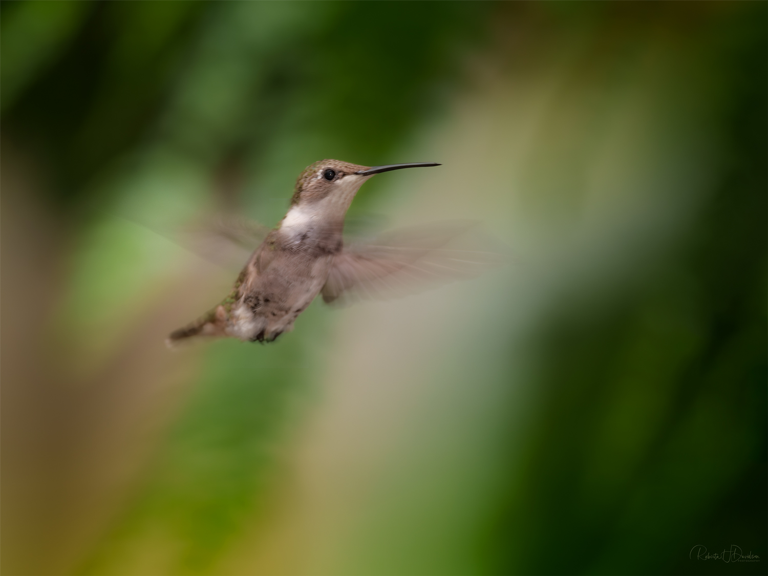 Slow Shutter Speed Hummingbirds- Motion Blur - Nature & Wildlife ...