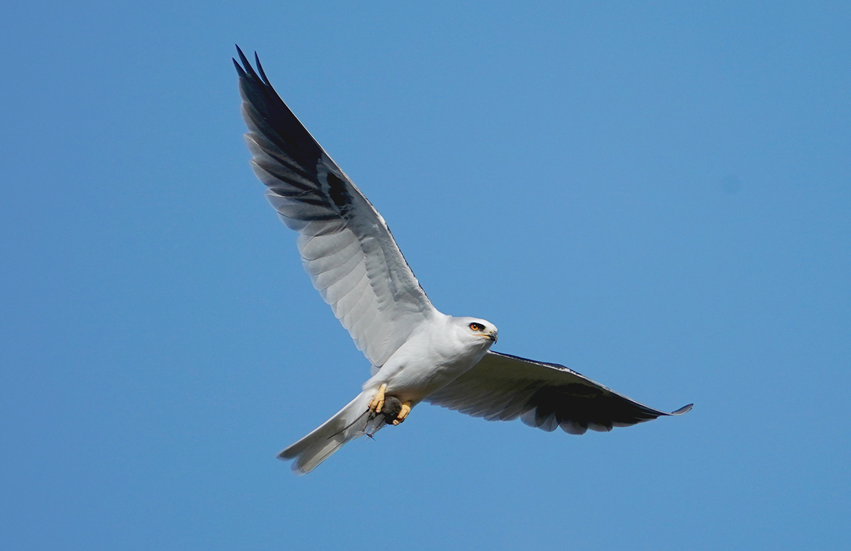 White Tailed Kite - FM Forums