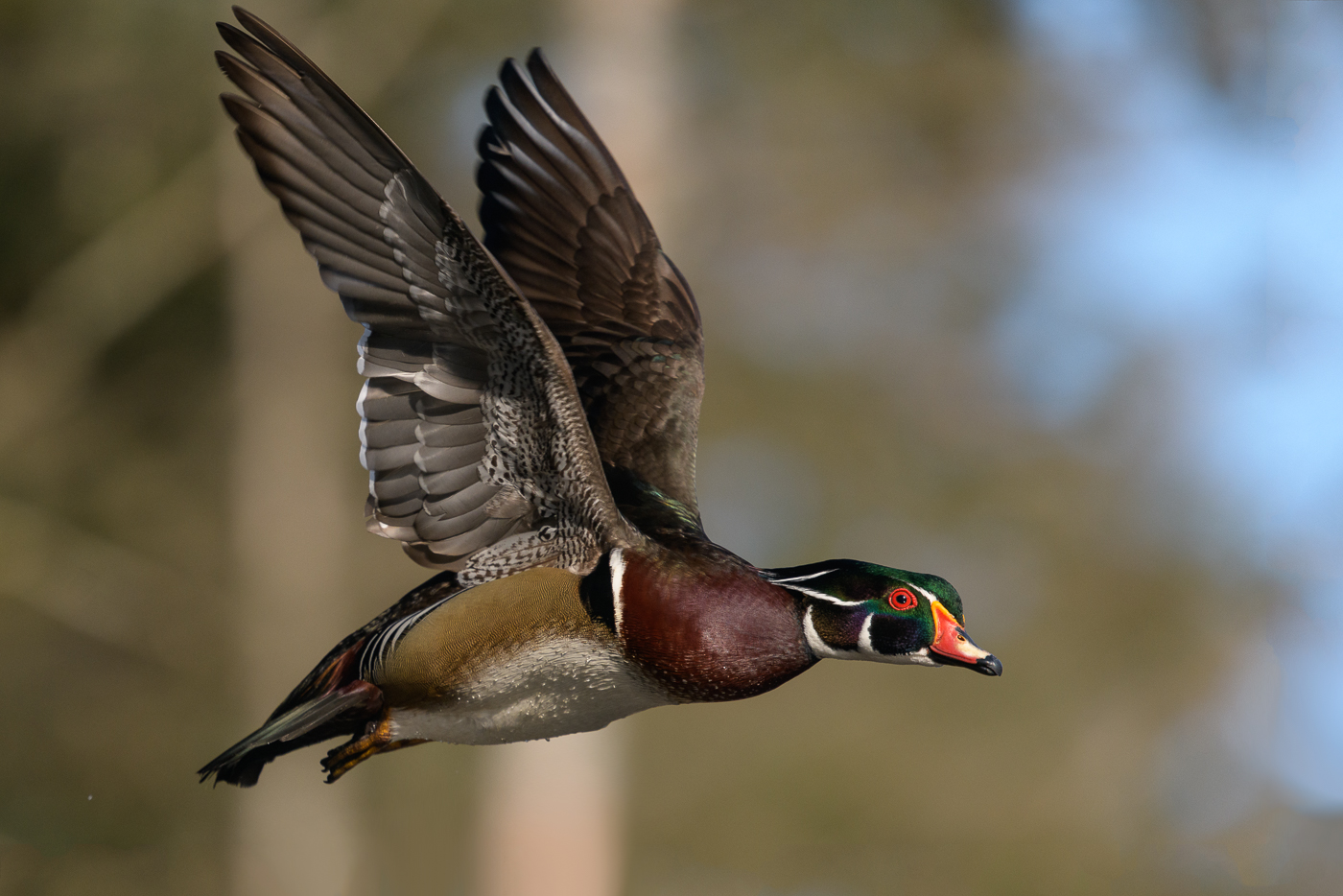Nikon Forum - Photography - FM Forums