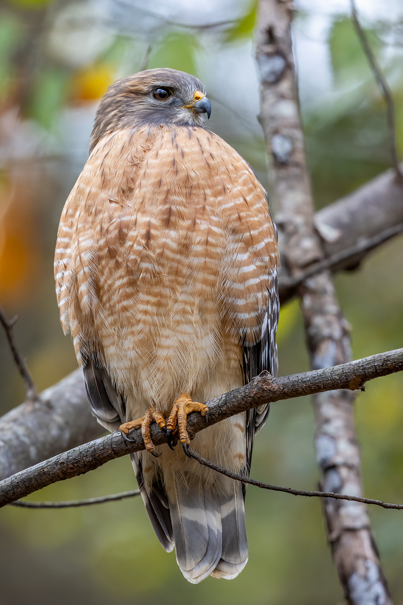 Nature & Wildlife - Photography - FM Forums