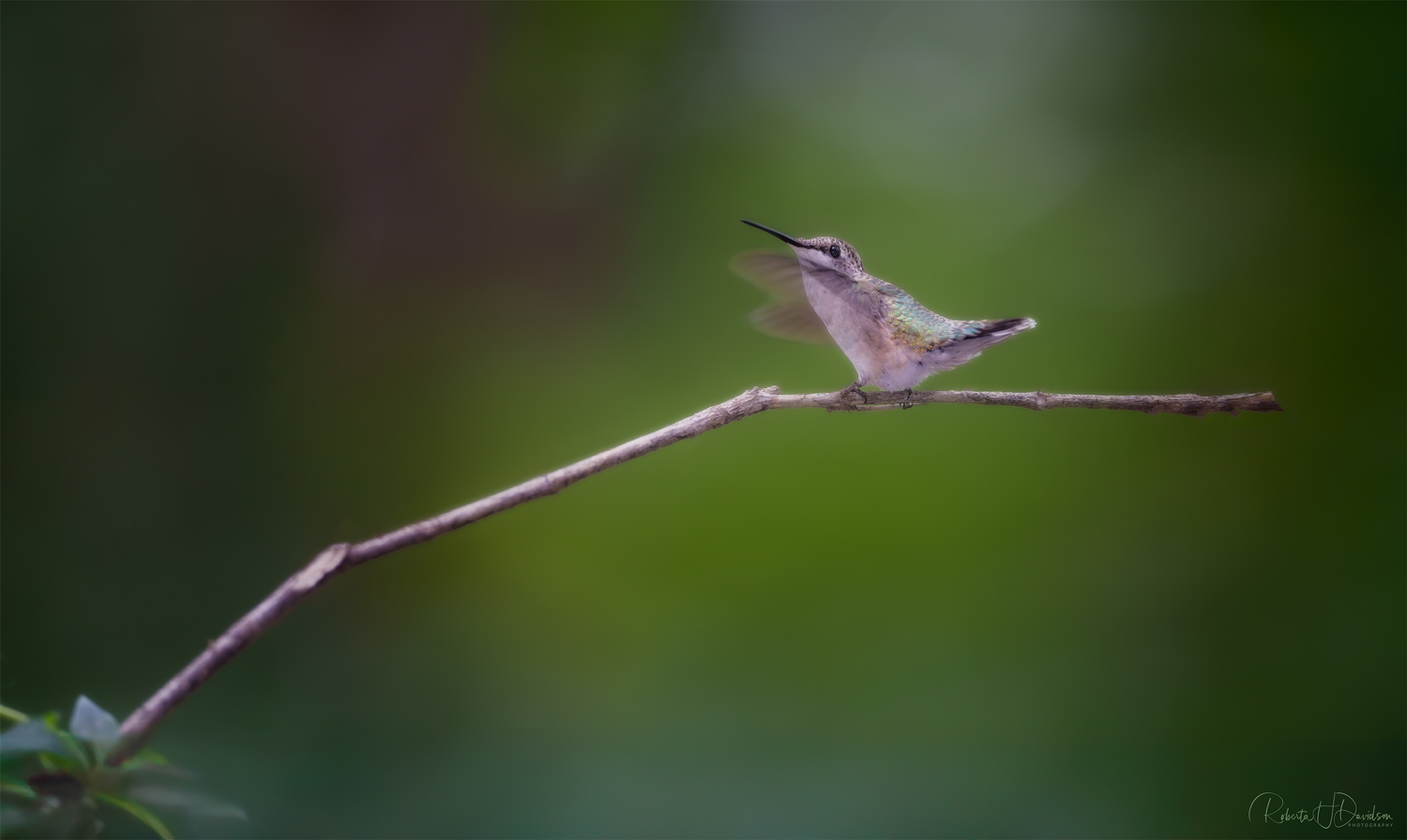 Slow Shutter Speed Hummingbirds- Motion Blur - Nature & Wildlife ...