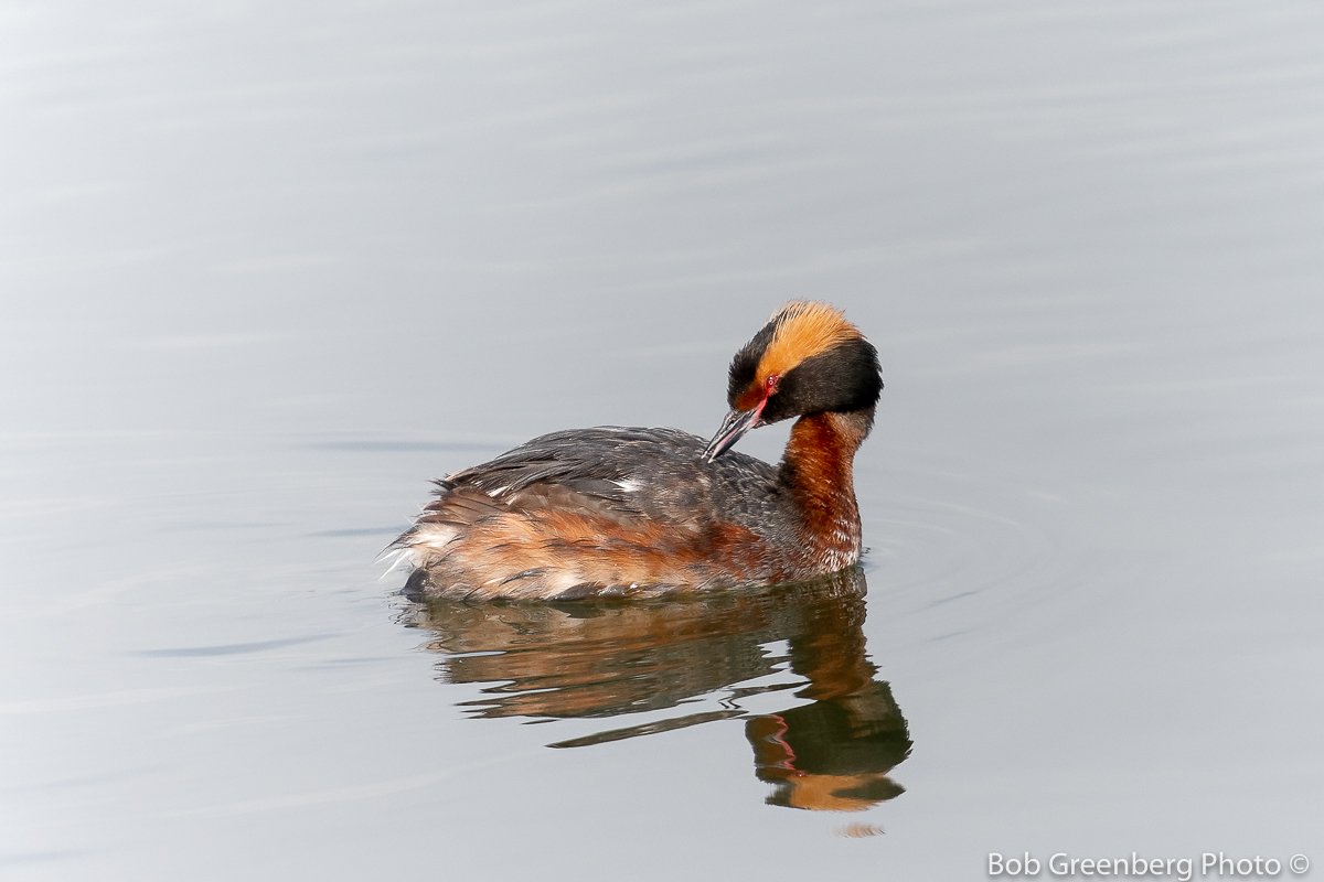 Nature & Wildlife - Photography - FM Forums
