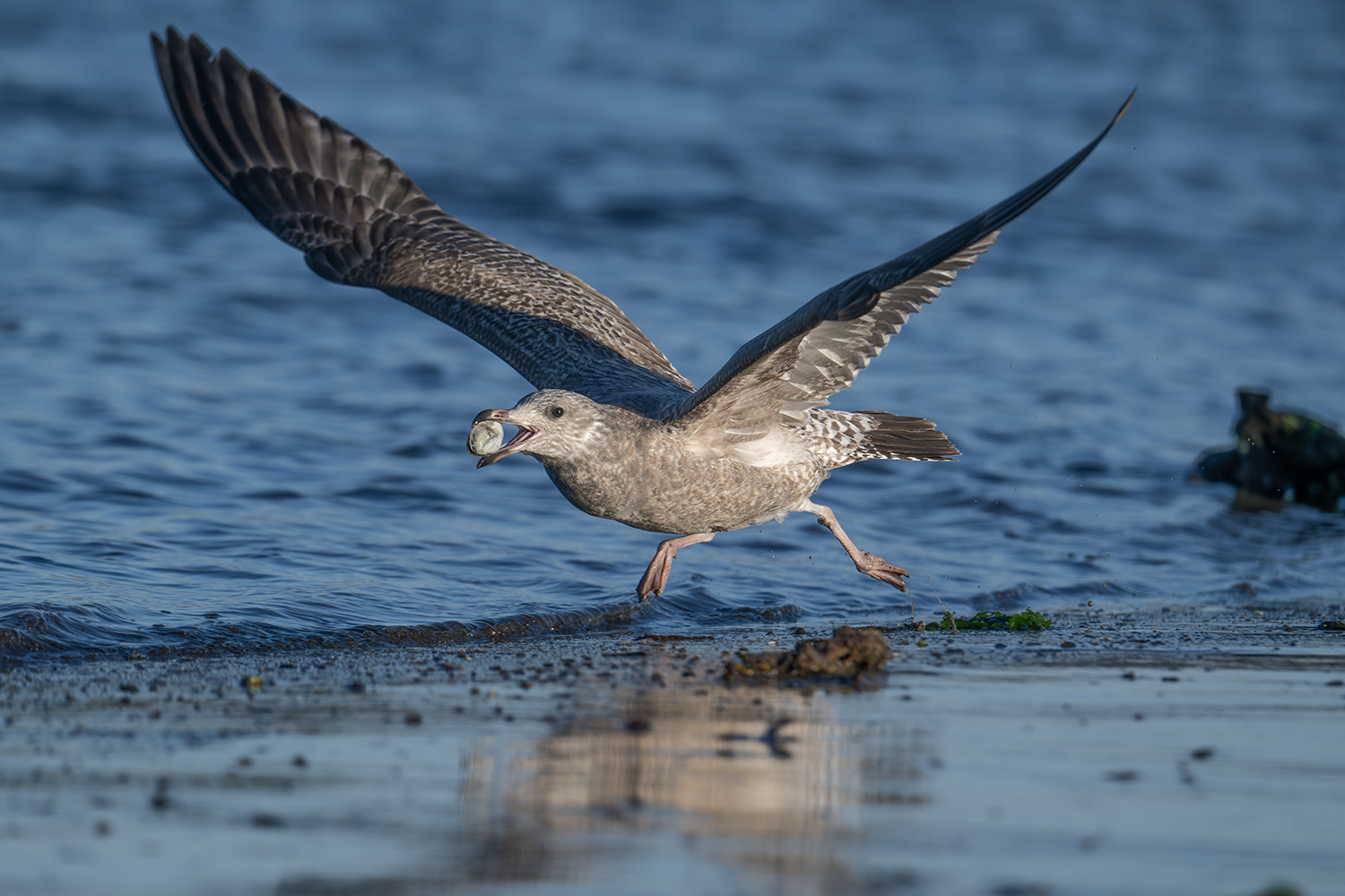 Invasive European Green Crab & the Maine clam - Nature & Wildlife ...