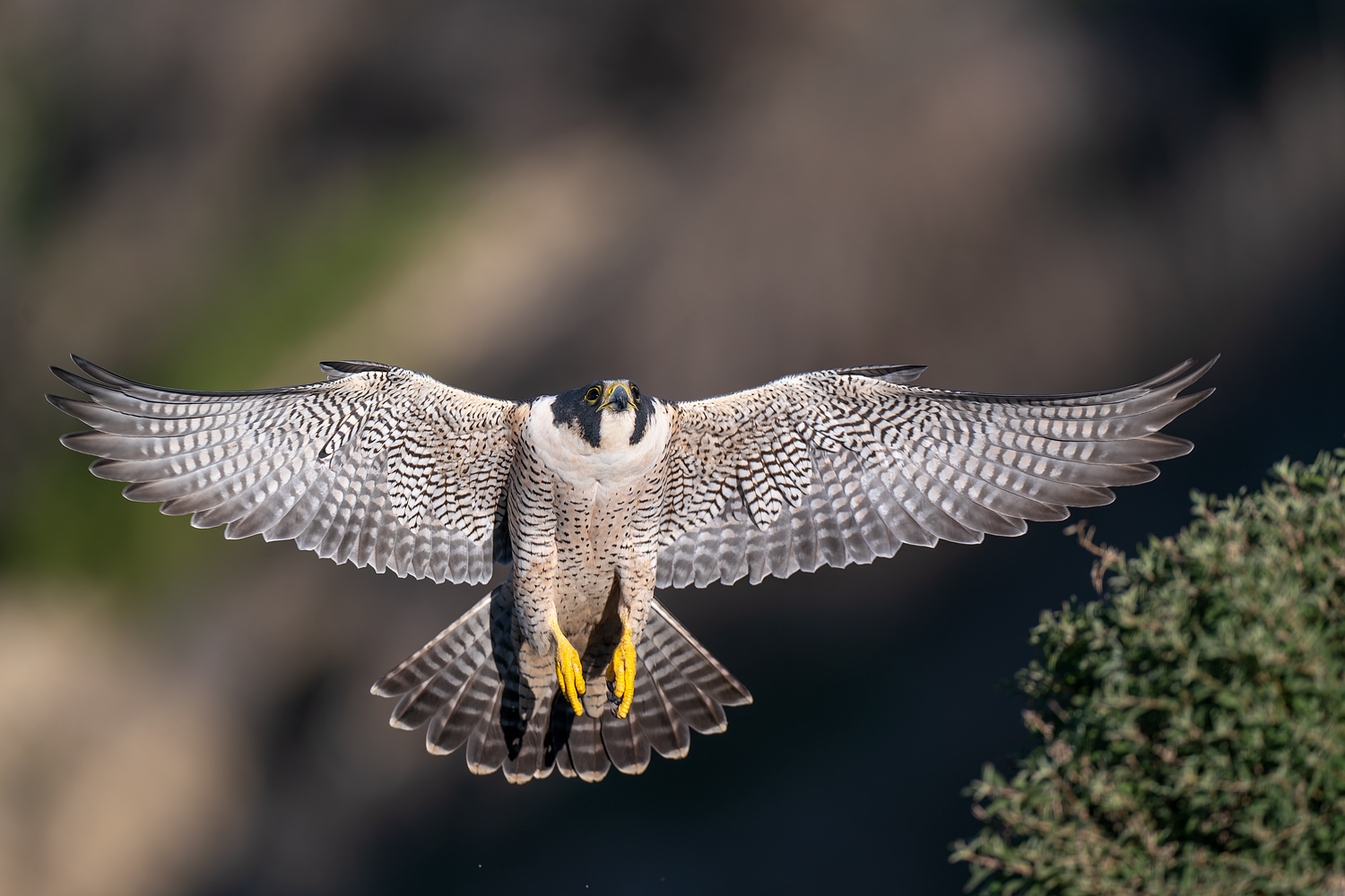 Nature & Wildlife - Photography - FM Forums