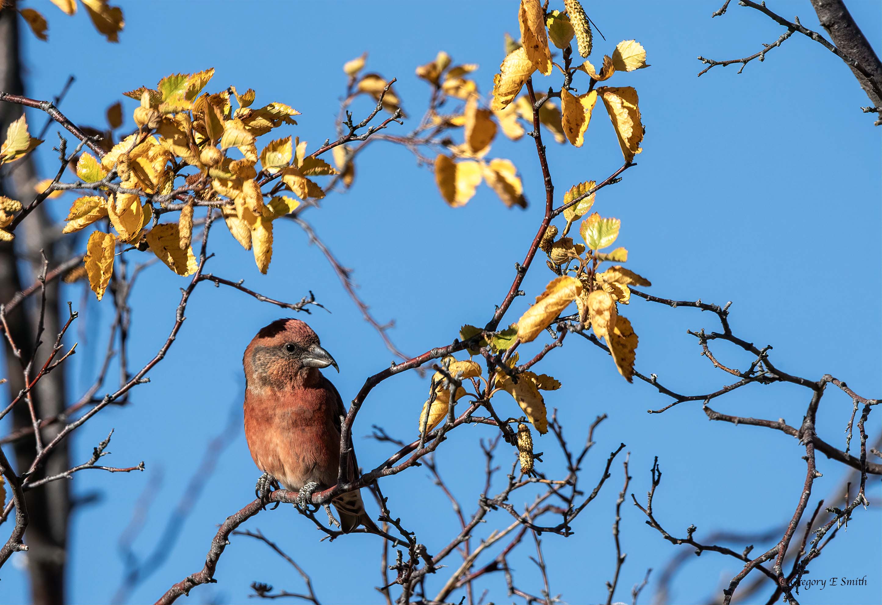 Nature & Wildlife - Photography - FM Forums