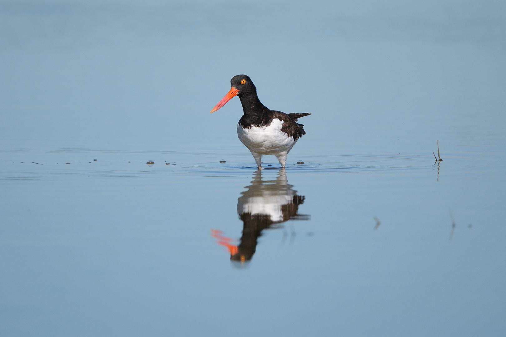 Nickerson Beach back in August - Nature & Wildlife - Photography - FM ...