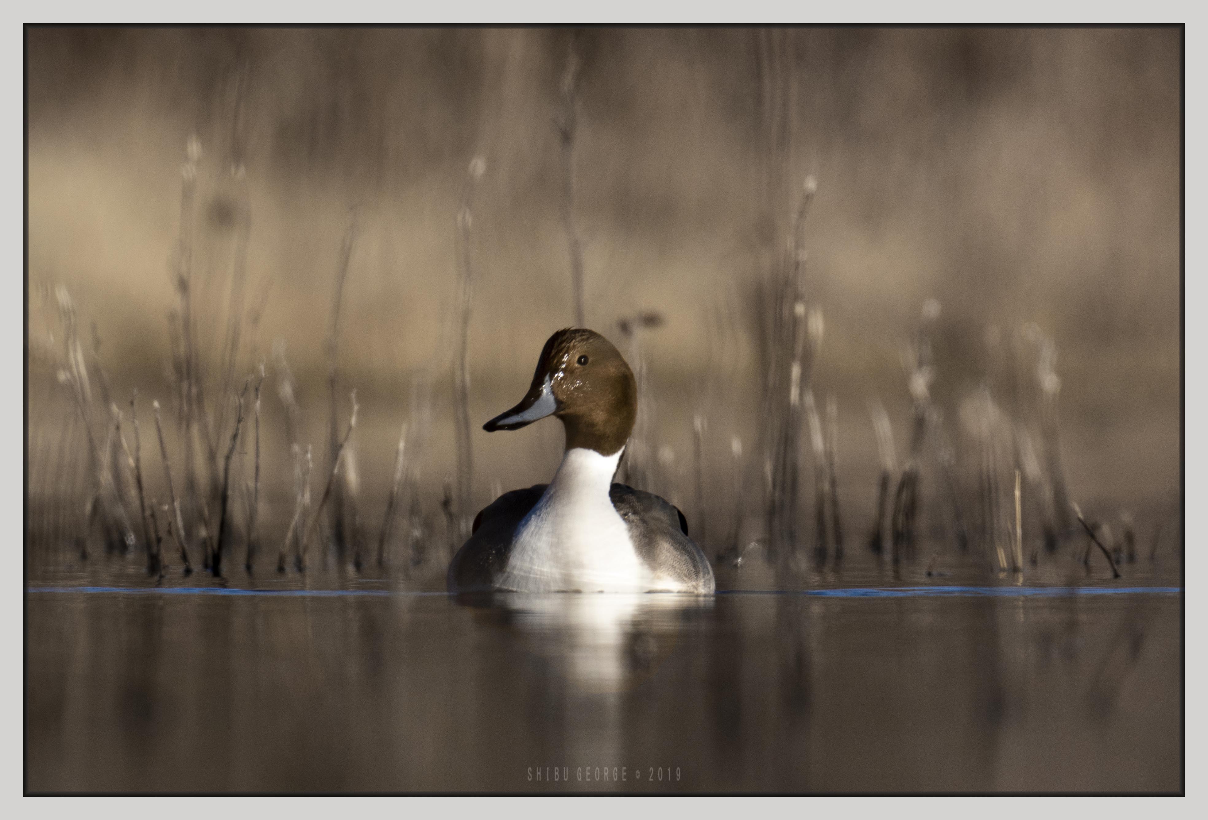 Nature & Wildlife - Photography - FM Forums