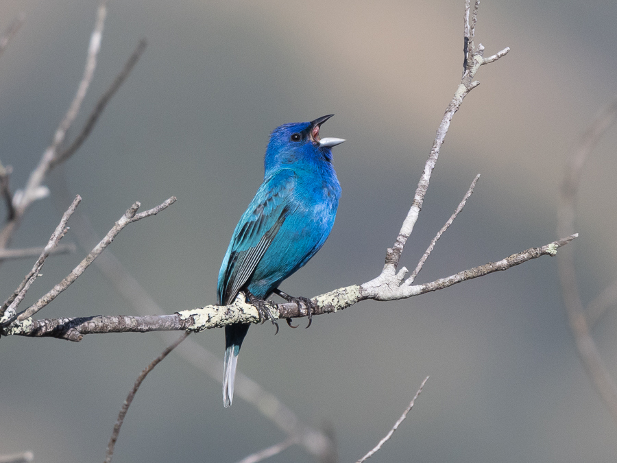 Bunting hunting - FM Forums
