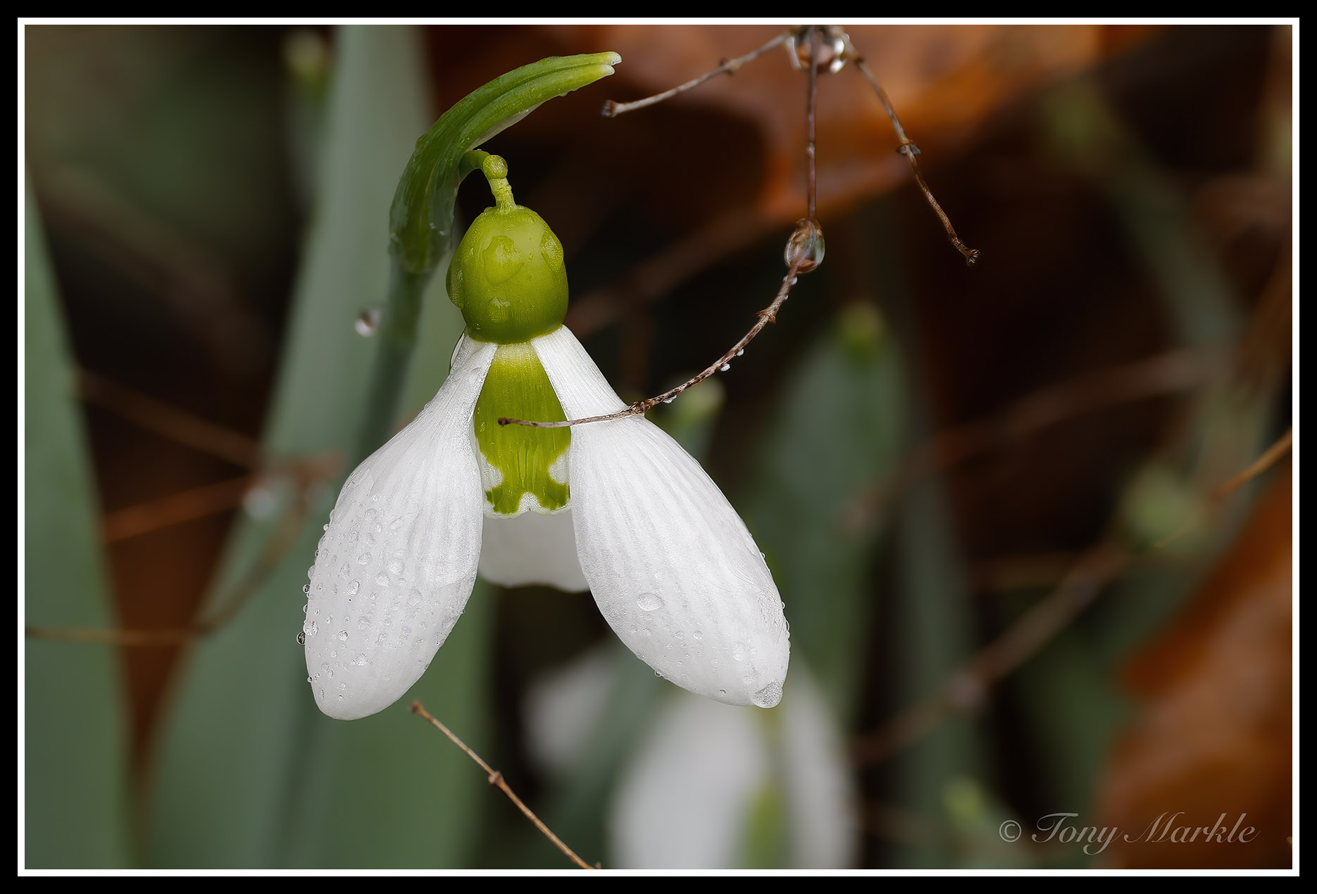 Nature & Wildlife - Photography - FM Forums