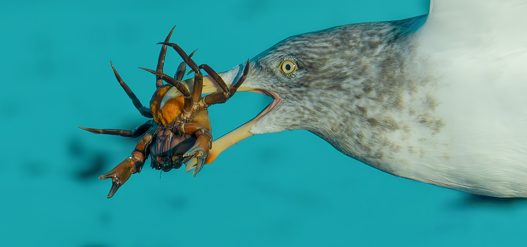 Nature & Wildlife - Photography - FM Forums