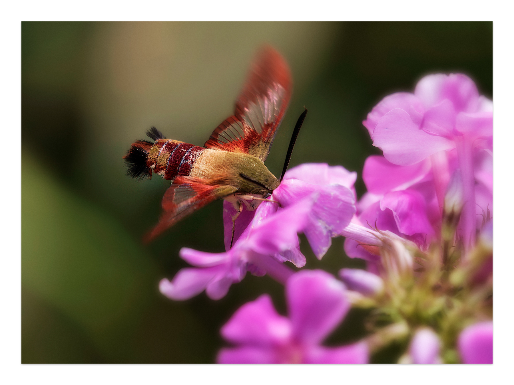 Hemaris Thysbe aka Hummingbird Clearwing - Nature & Wildlife ...