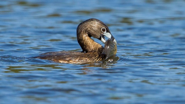 Pied-Billed Grebes - FM Forums