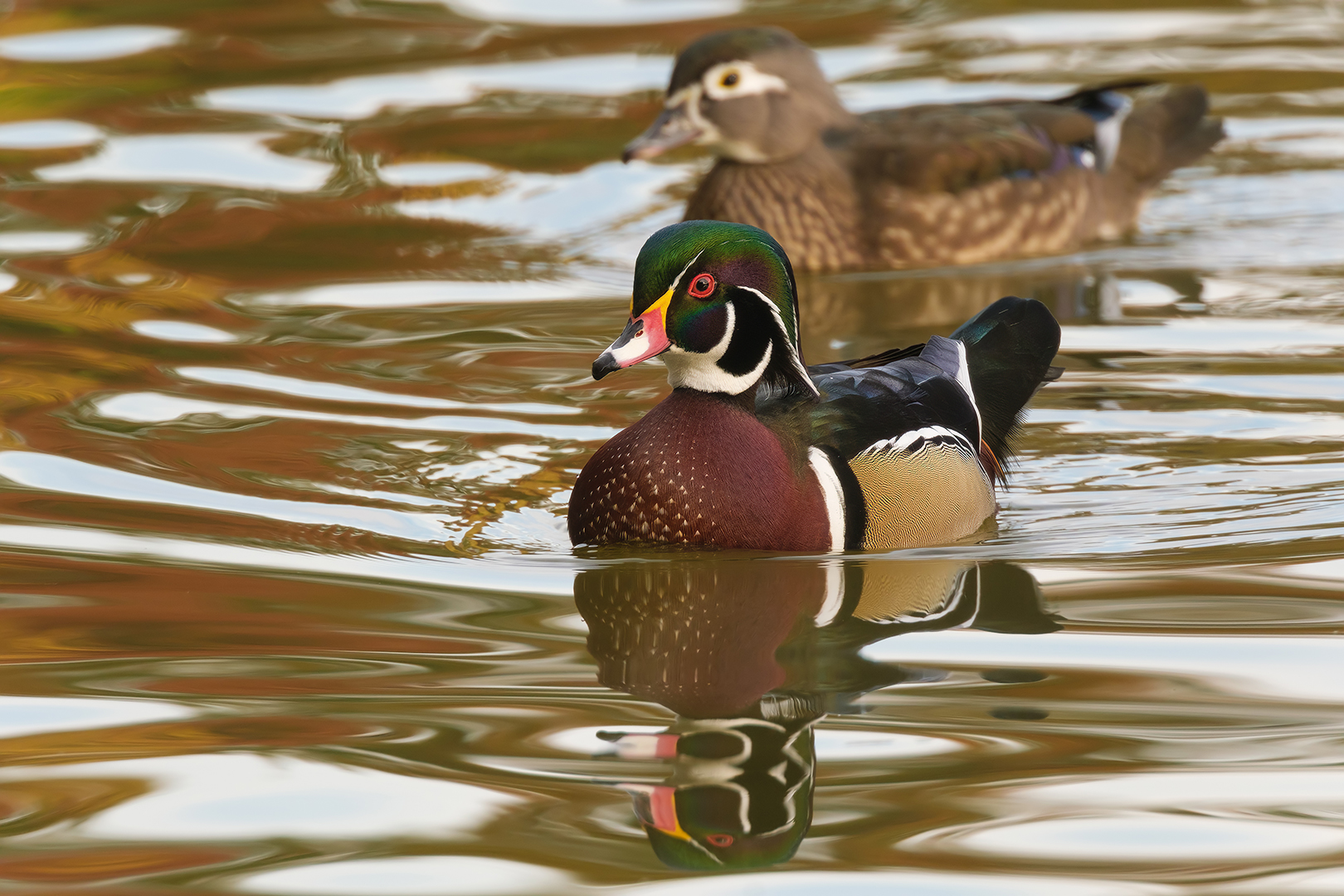 Wood Ducks in Fall Color - FM Forums