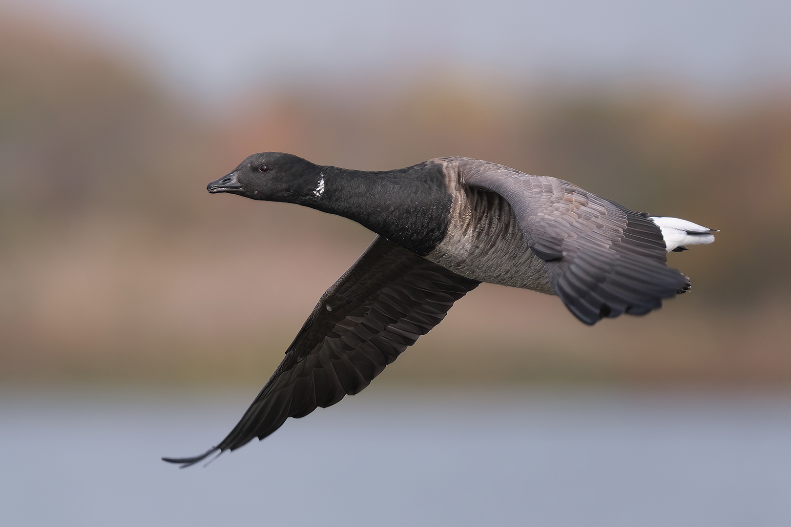 Brant goose - FM Forums