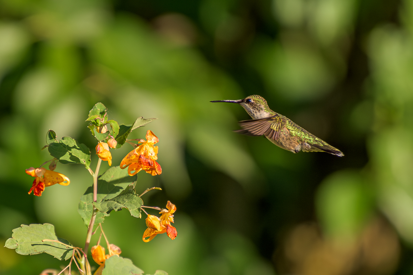 Nature & Wildlife - Photography - FM Forums