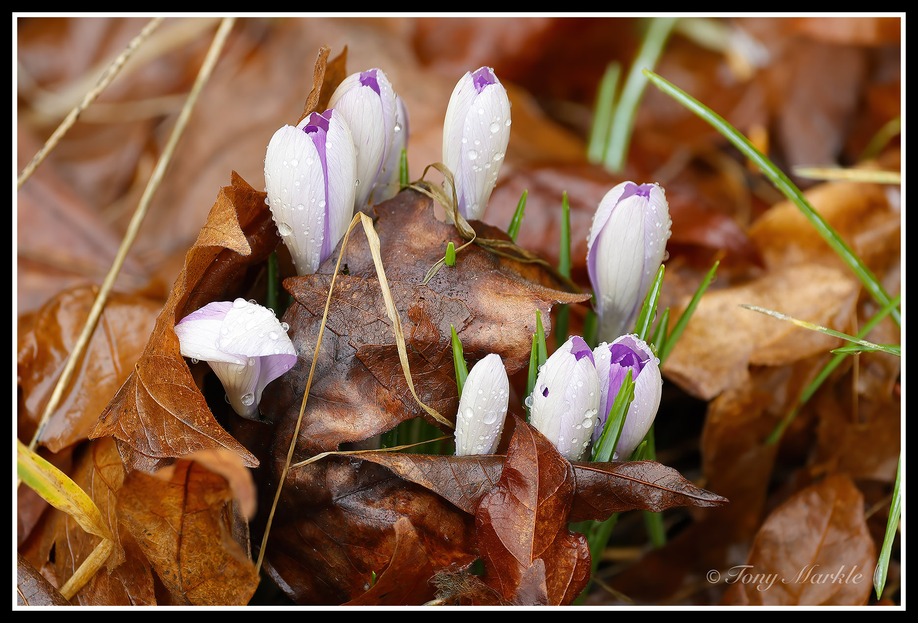 Nature & Wildlife - Photography - FM Forums