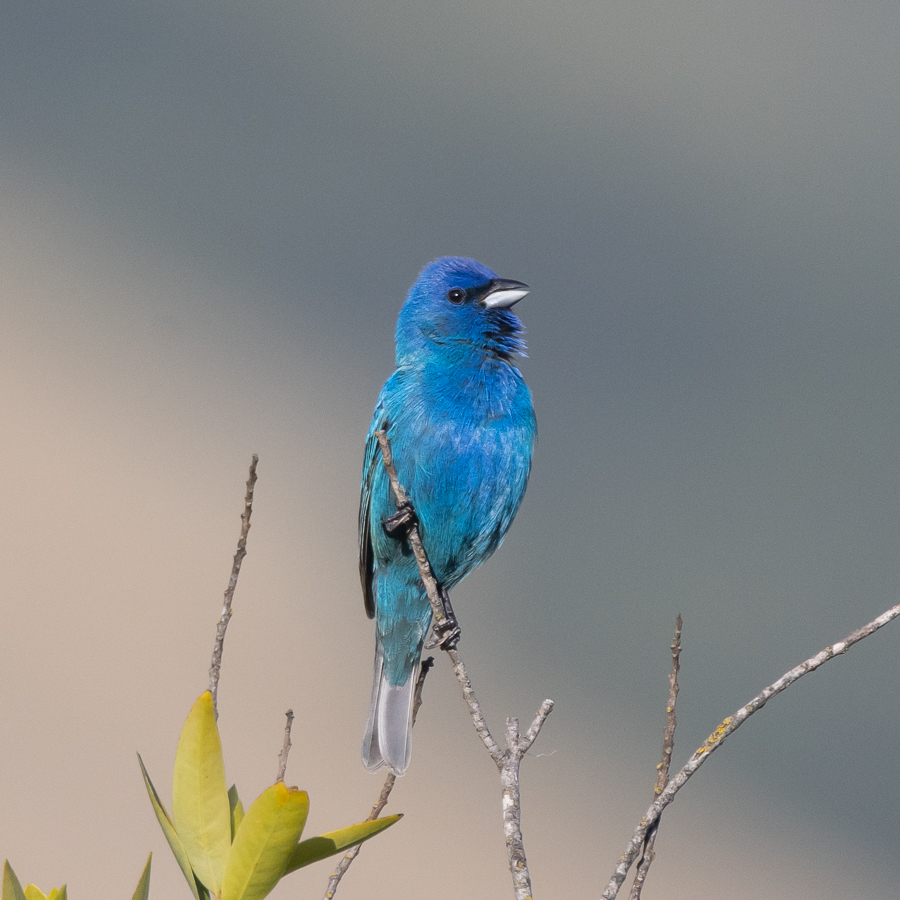 Bunting hunting - FM Forums