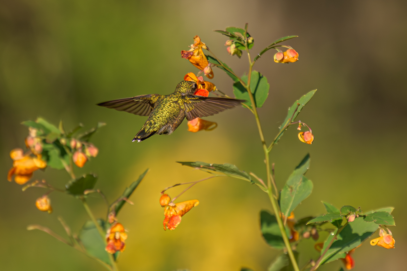Nature & Wildlife - Photography - FM Forums