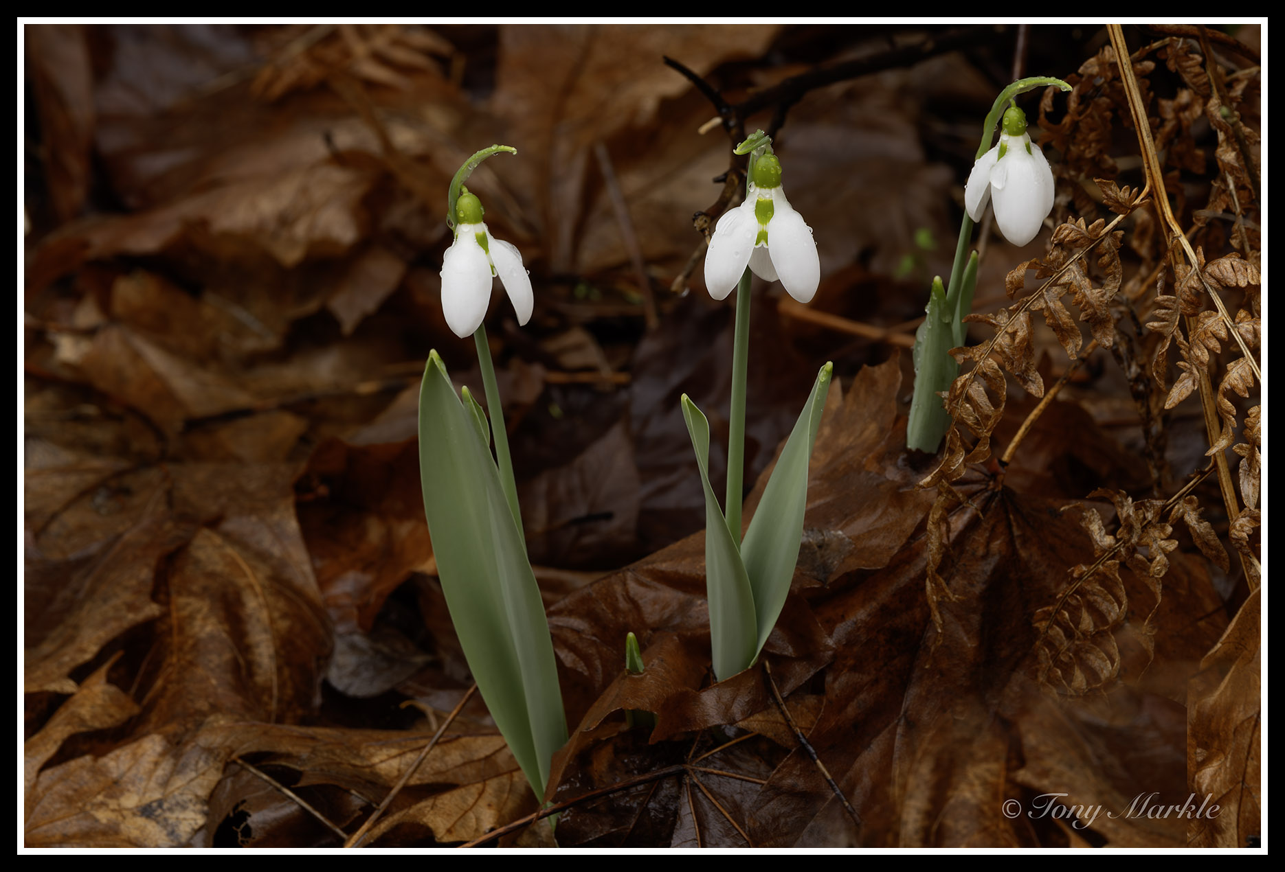 Nature & Wildlife - Photography - FM Forums