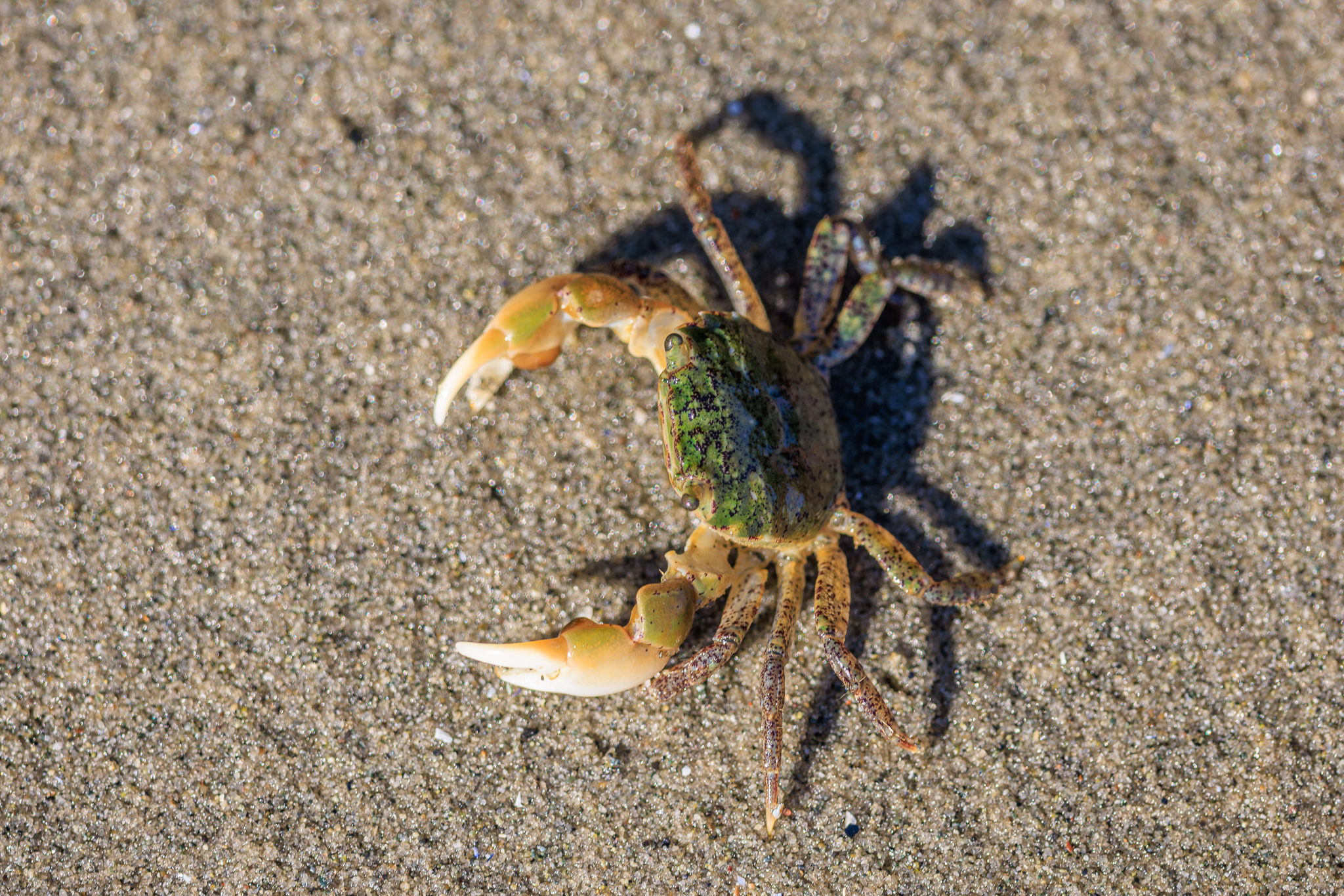 Nature & Wildlife - Photography - FM Forums
