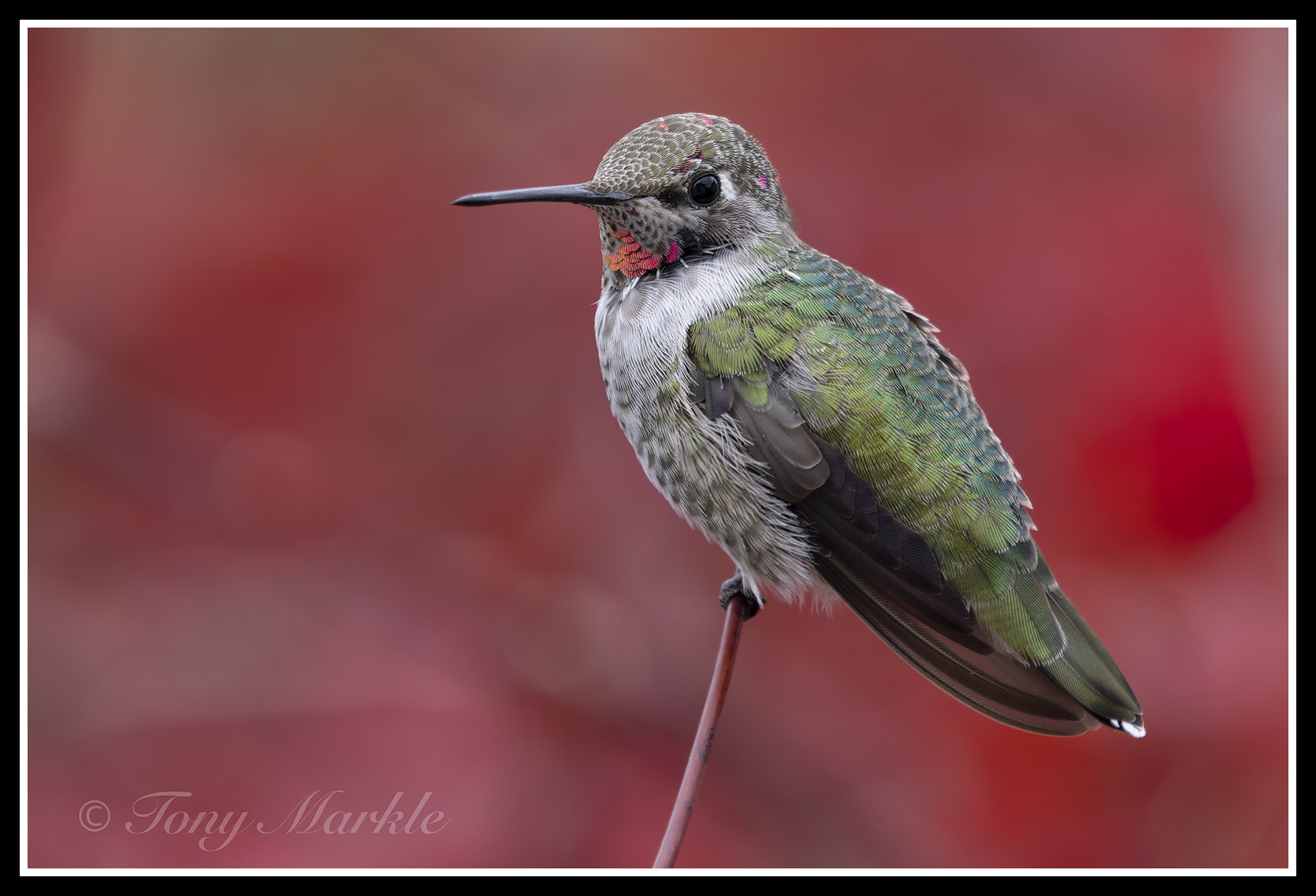Nature & Wildlife - Photography - FM Forums