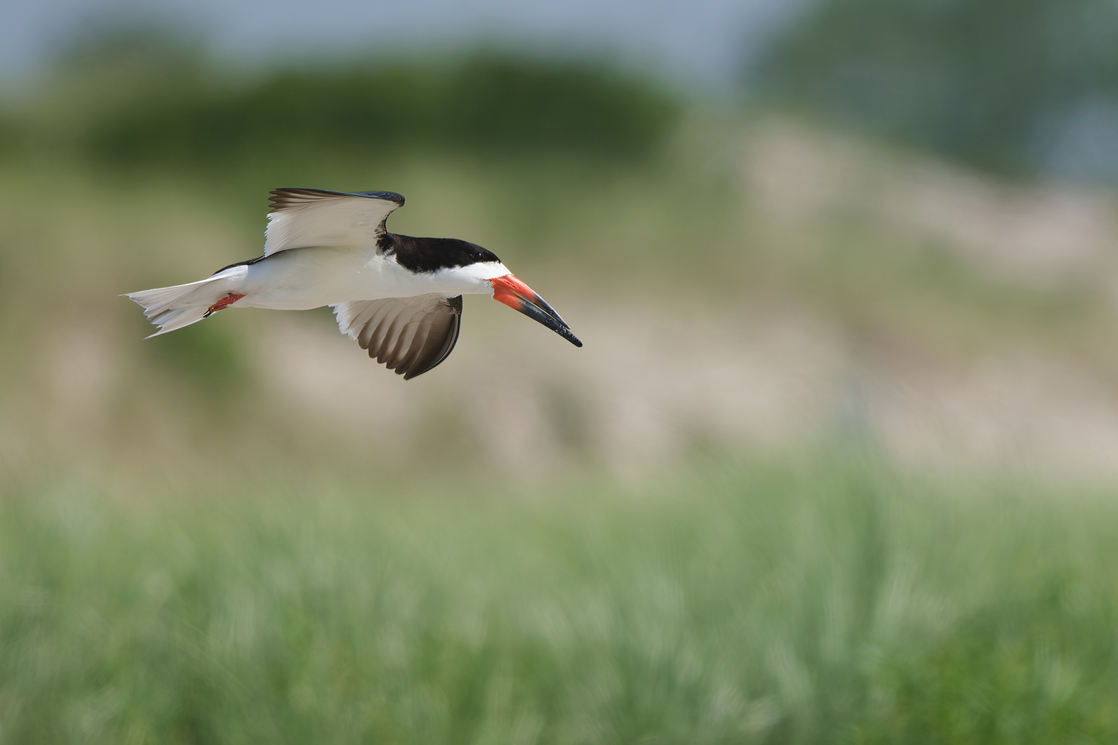 Assorted environmental flights at Nickerson Beach - Nature & Wildlife ...