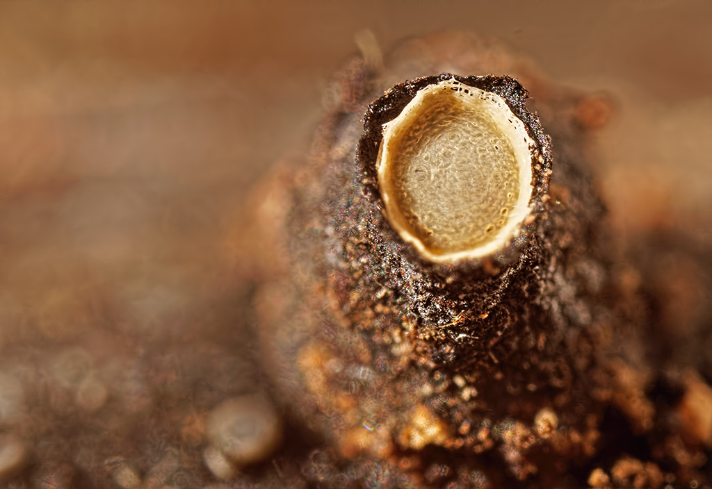 Macro World - Photography - FM Forums