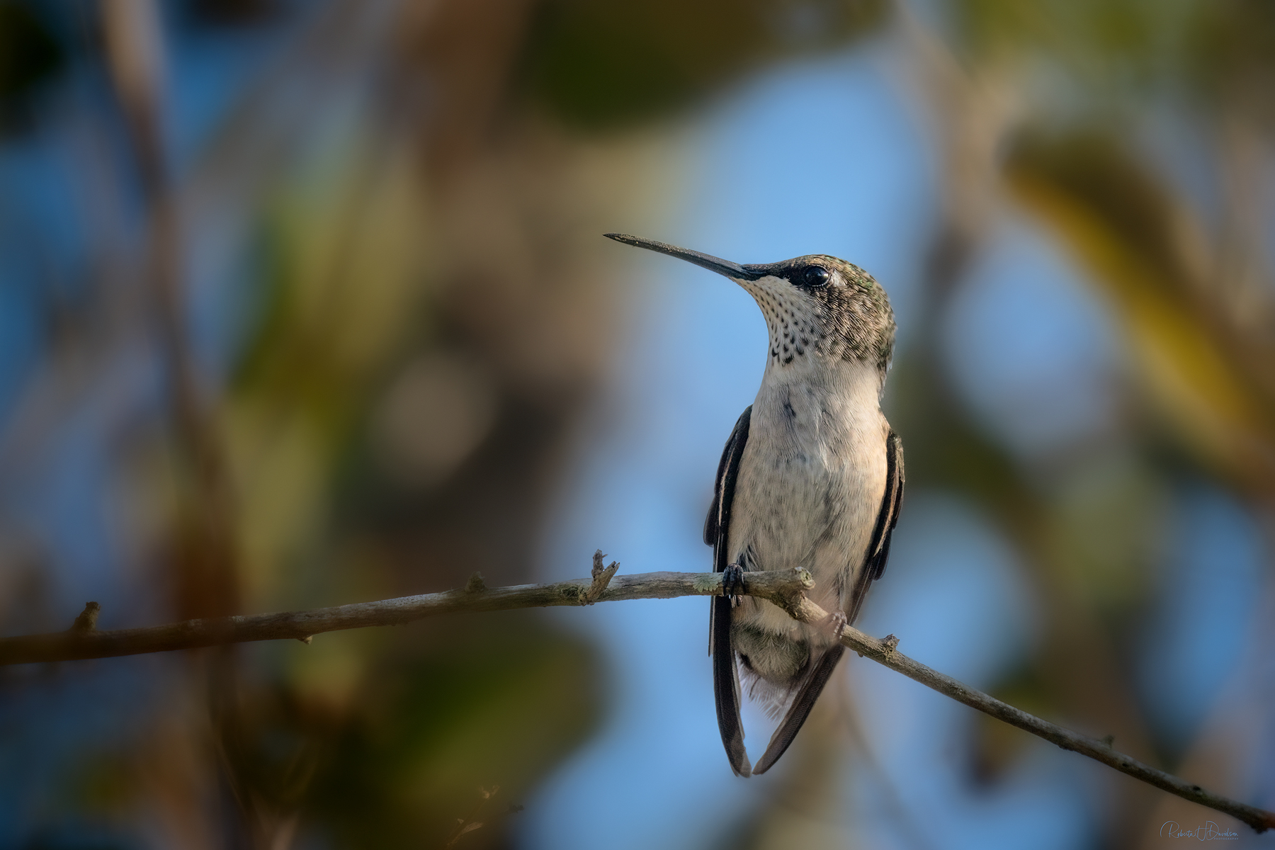 Nature & Wildlife - Photography - FM Forums