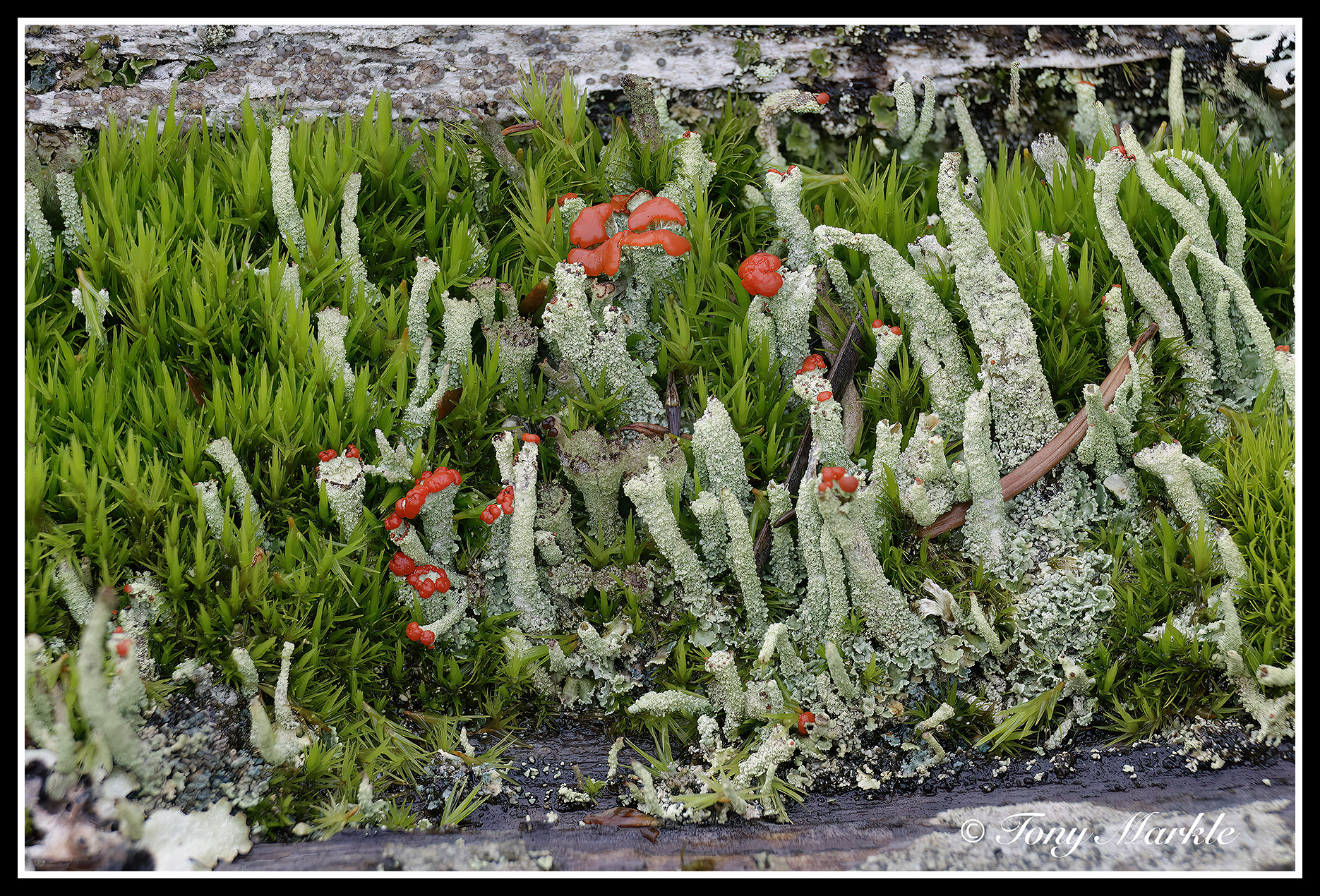 Nature & Wildlife - Photography - FM Forums