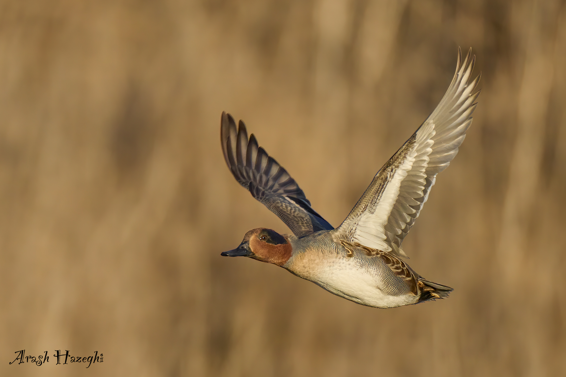 couple of ducks - FM Forums