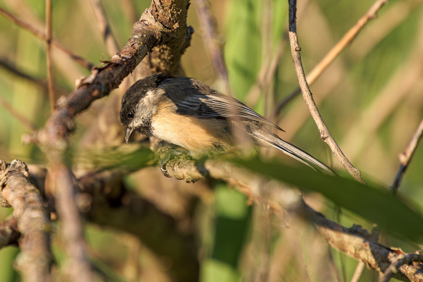 Nature & Wildlife - Photography - FM Forums